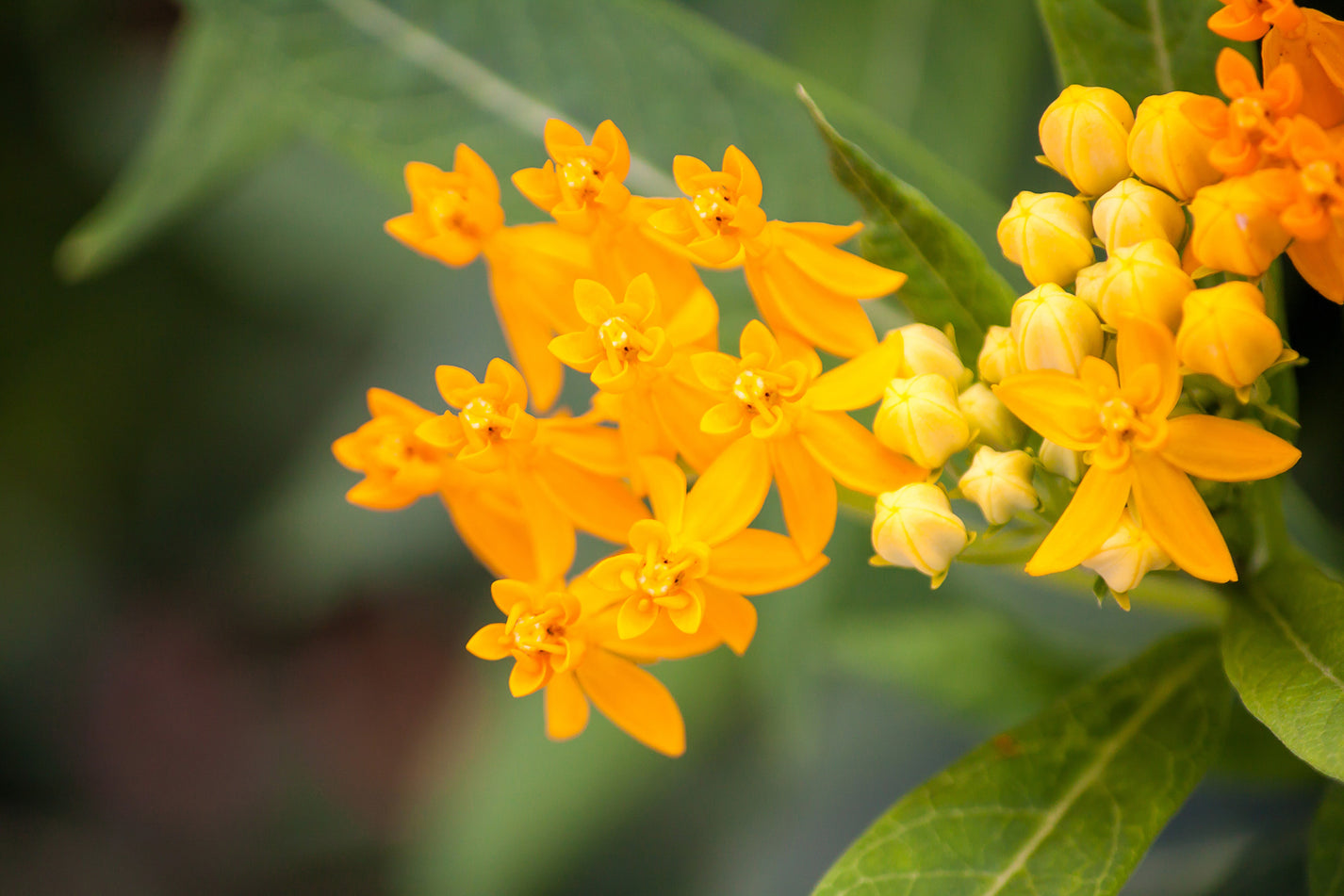 10 SILKY GOLD MILKWEED Butterfly Weed Asclepias Curassavica Monarch Fl ...