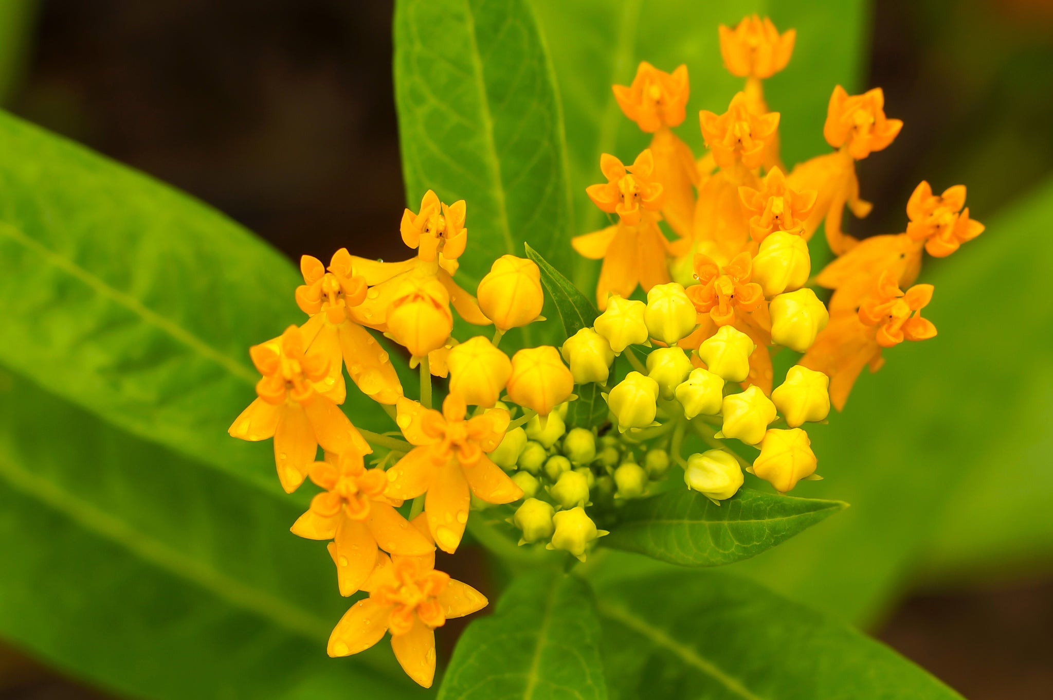 10 SILKY GOLD MILKWEED Butterfly Weed Asclepias Curassavica Monarch Fl ...