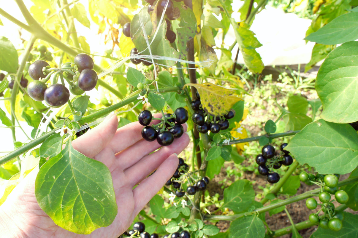 100 WONDERBERRY aka Sunberry Solanum Burbankii Retroflexum Fruit Berry ...
