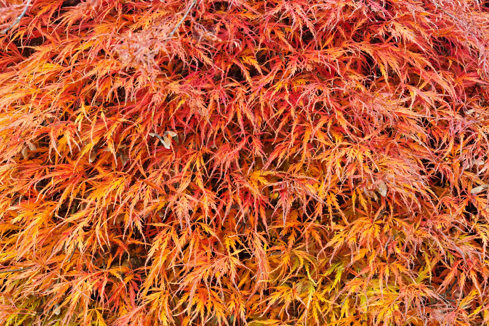10 WEEPING LACELEAF MAPLE Japanese Acer Palmatum Dissectum Green Yello ...