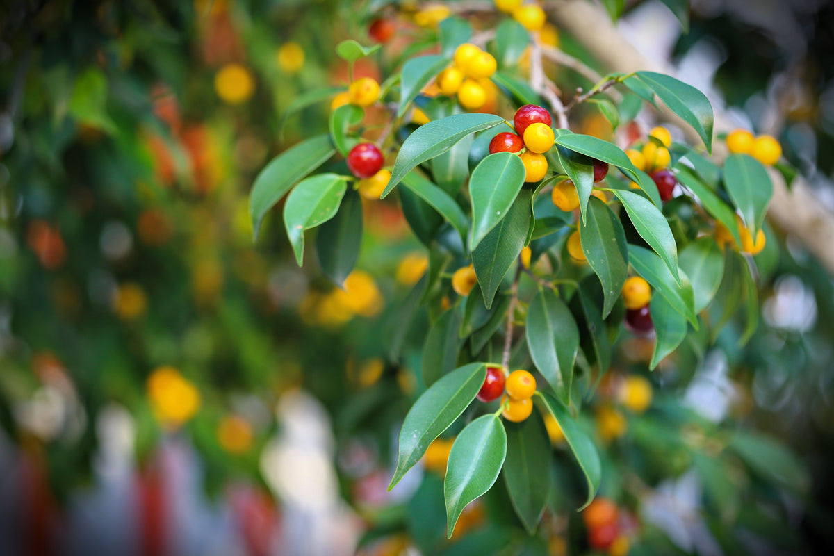50 WEEPING FIG Ficus Benjamina Benjamin Indian Rubber Tree Houseplant ...