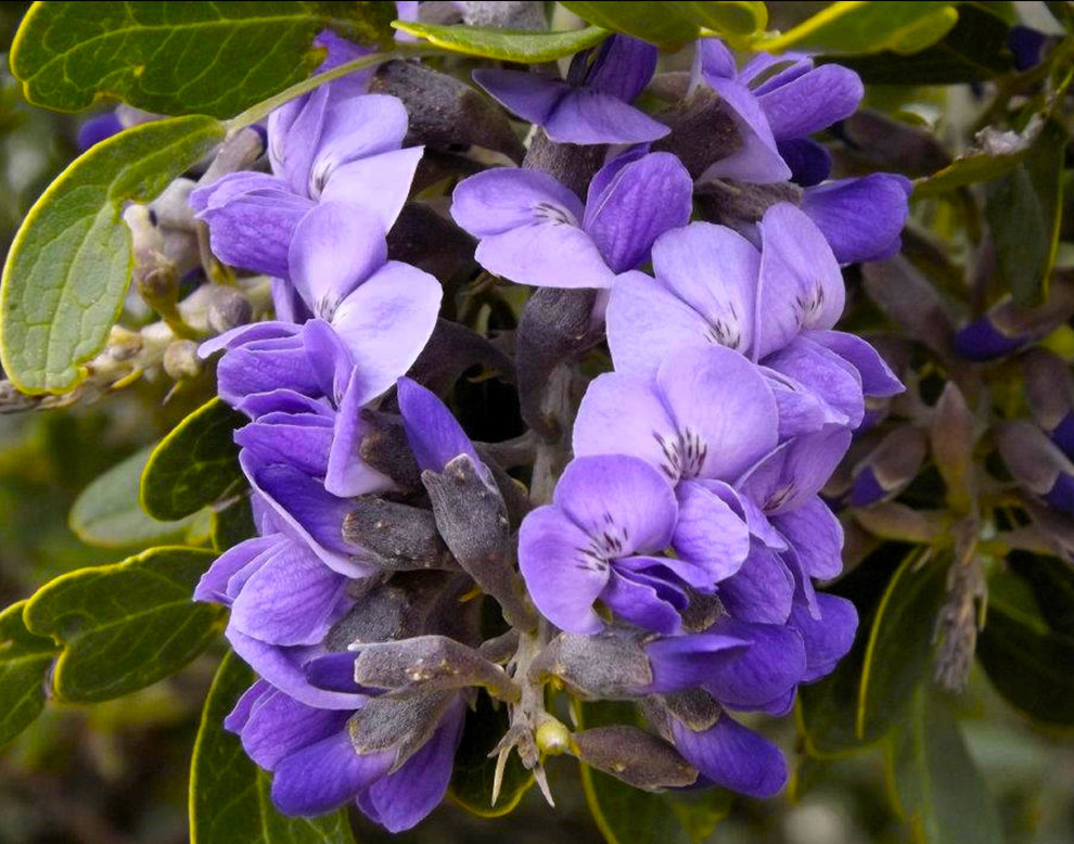 10 TEXAS Mountain LAUREL Sophora Secundiflora Mescal Tree Purple Flowe ...