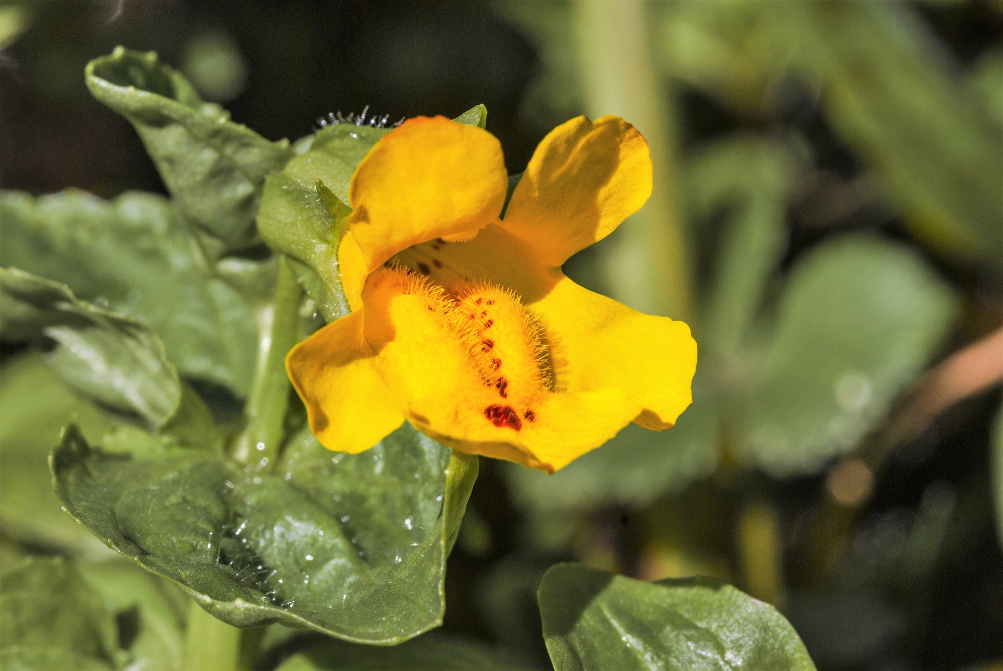 250 YELLOW MONKEY FLOWER Mimulus Grandiflorus Perennial Flower Seeds ...