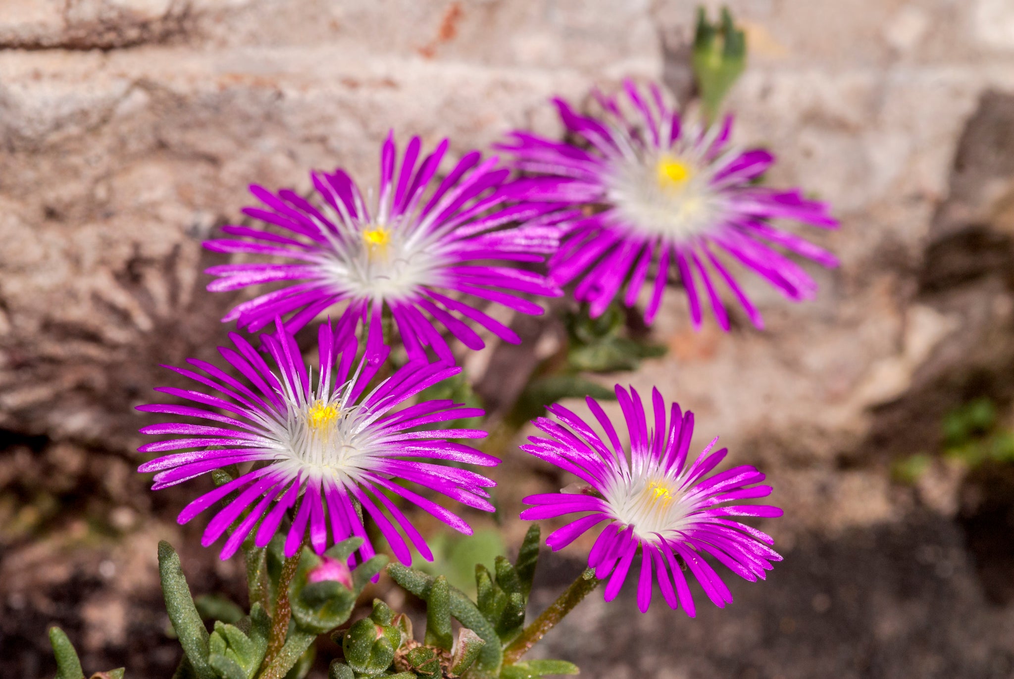 25 STARDUST ICE PLANT Mesembryanthemum Delosperma Floribunda Perennial ...