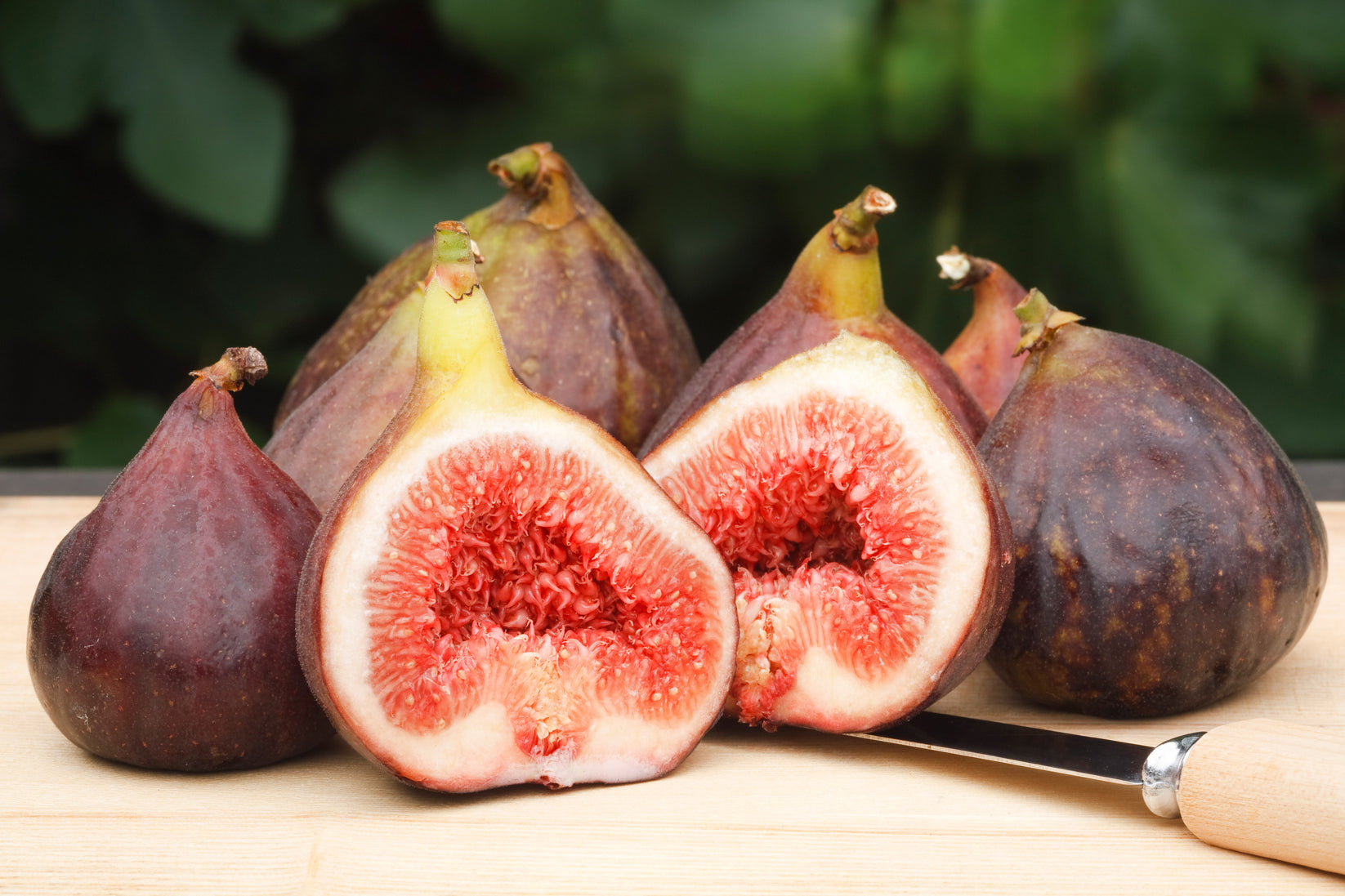 30 COMMON Edible FIG TREE Ficus Carica Purple Brown Skin Pink Flesh Fr ...