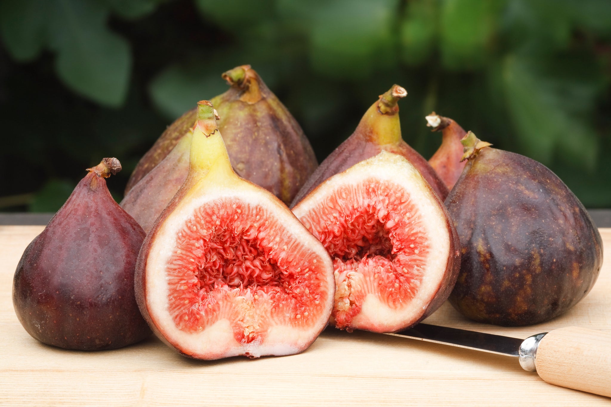 30 COMMON Edible FIG TREE Ficus Carica Purple Brown Skin Pink Flesh Fr ...