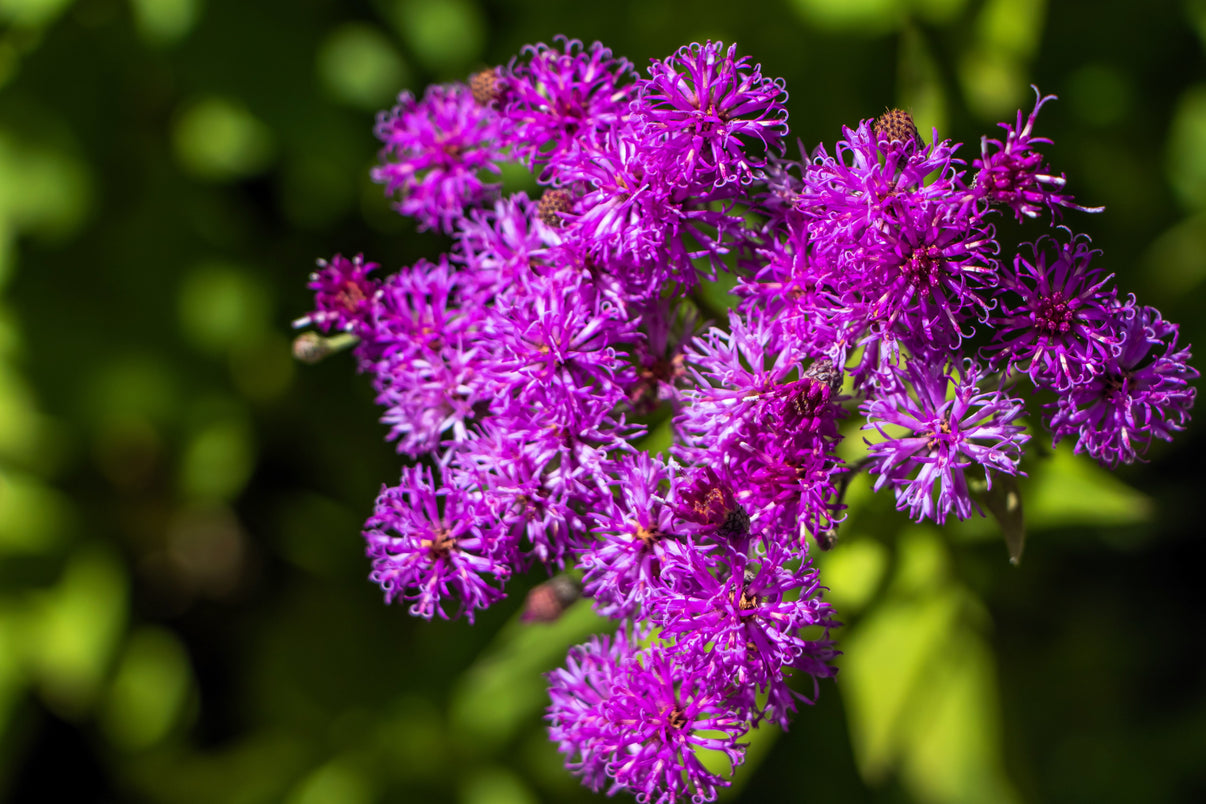 250 PURPLE IRONWEED Prairie Vernonia Fasciculata Flower Seeds ...