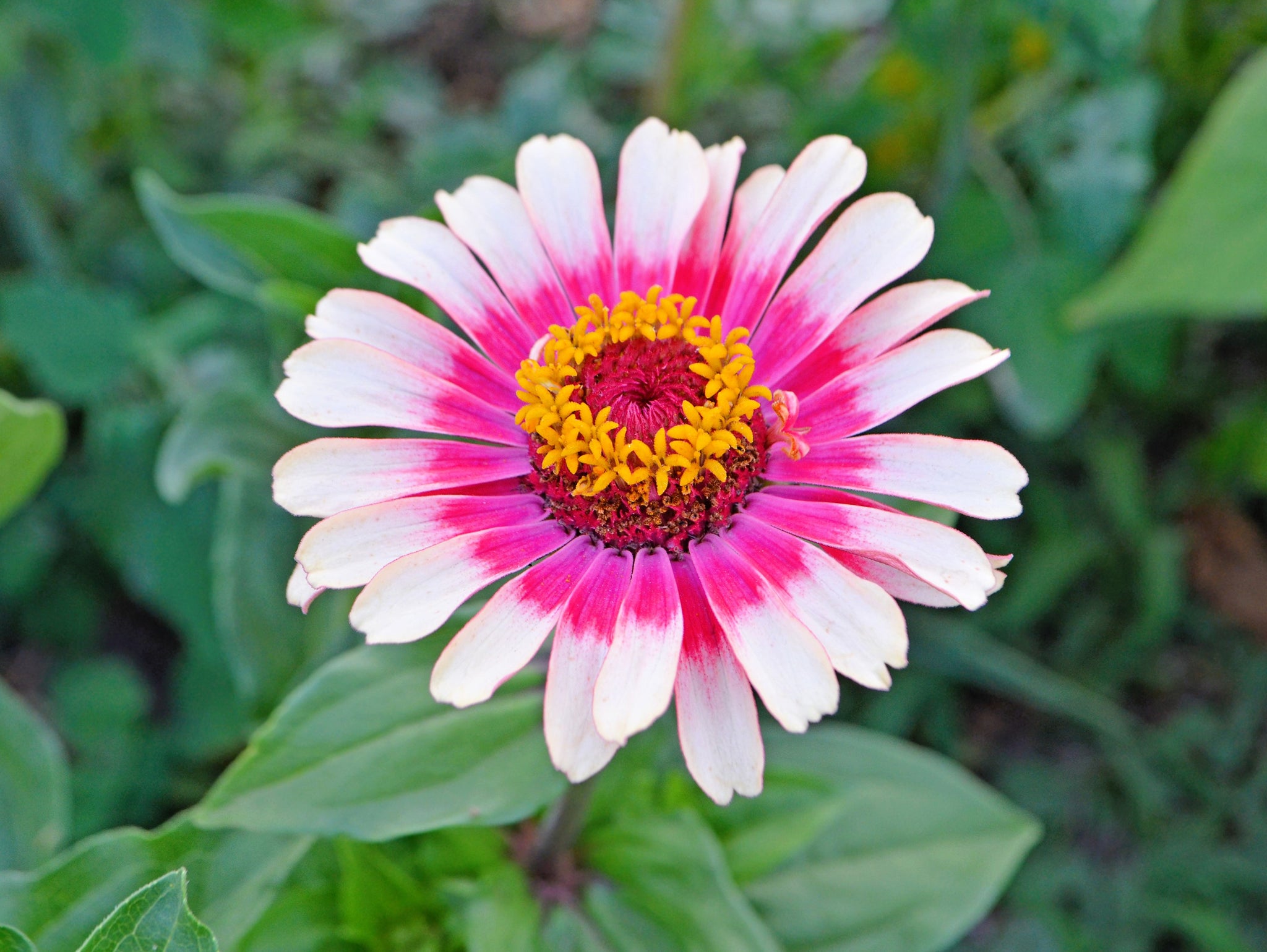 50 CAROUSEL MIX ZINNIA Elegans Carrousel Whirligig Mixed Colors Bicolo ...