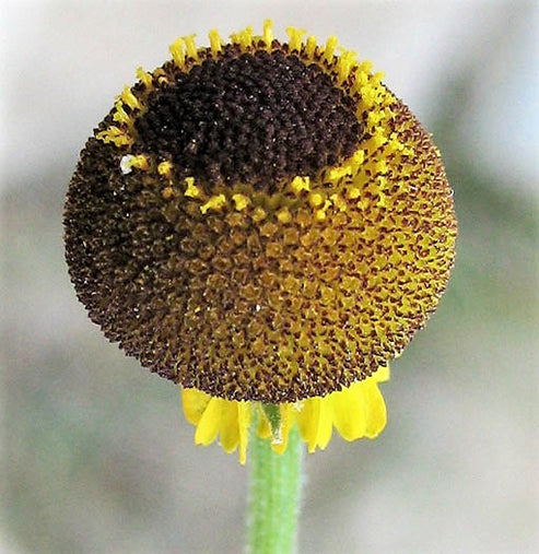 50 ROSILLA Helenium Puberulum Autumn Lollipop Sneezeweed Dogtooth Dais ...