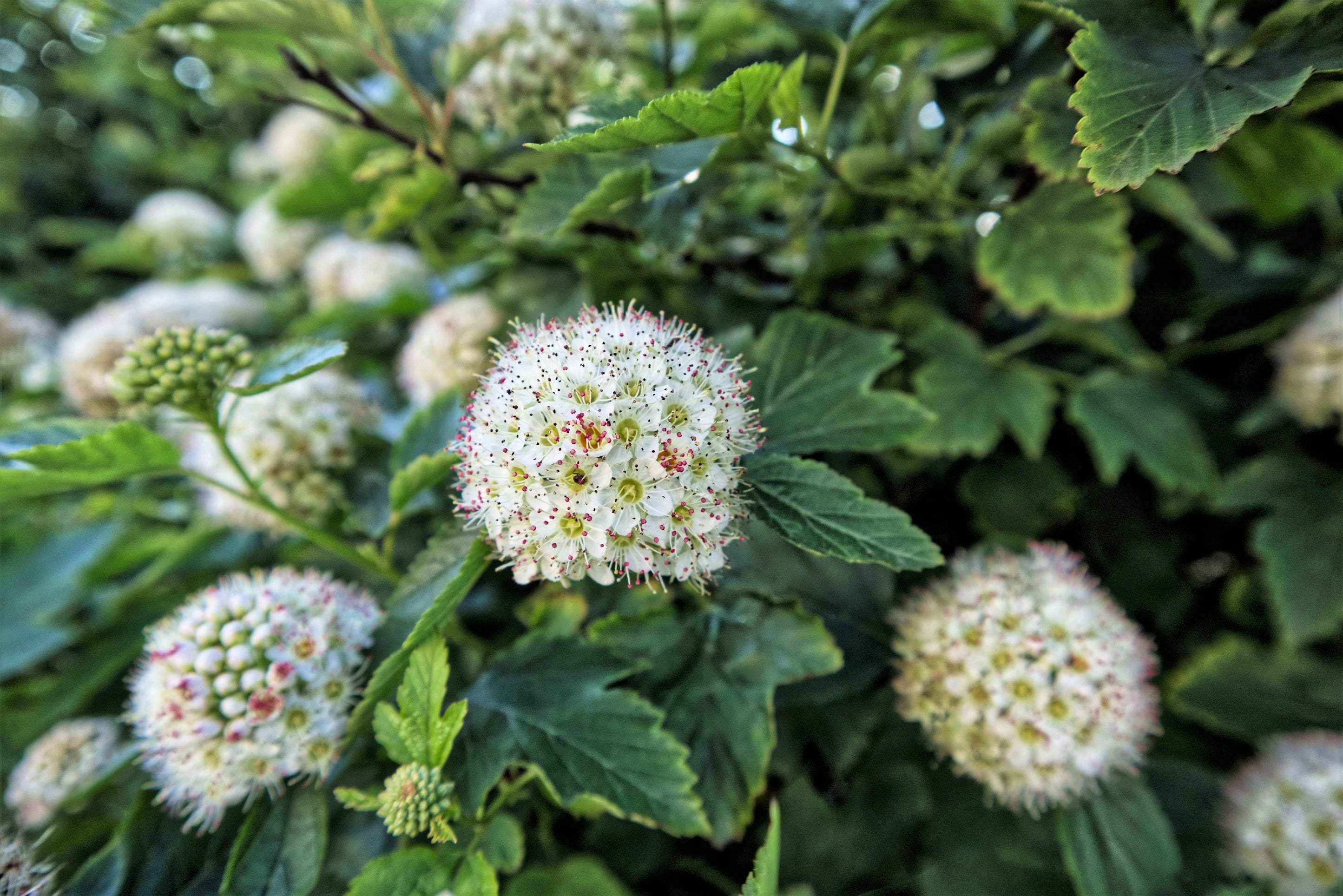 50 PACIFIC NINEBARK Physocarpus Capitatus Western Ninebark Native Whit ...