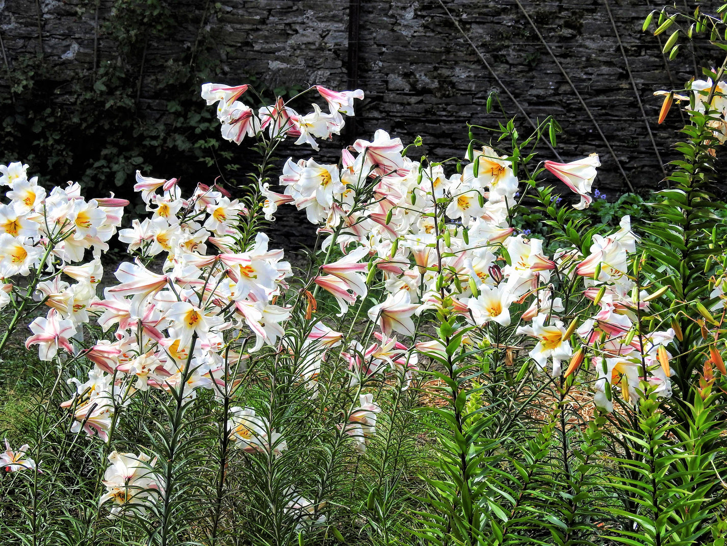 10 REGAL TRUMPET LILY aka Royal / King's Lilium Regale White Pink Yell ...