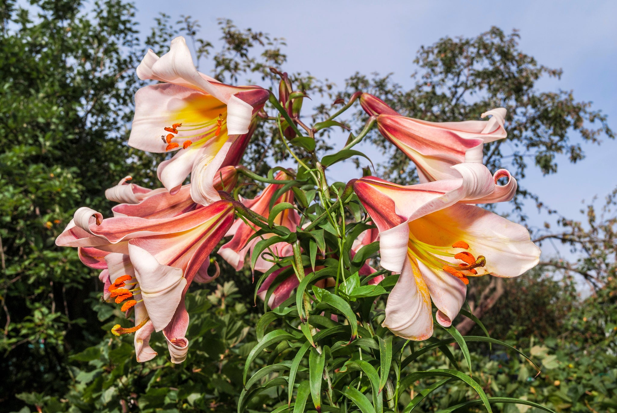 10 REGAL TRUMPET LILY aka Royal / King's Lilium Regale White Pink Yell ...