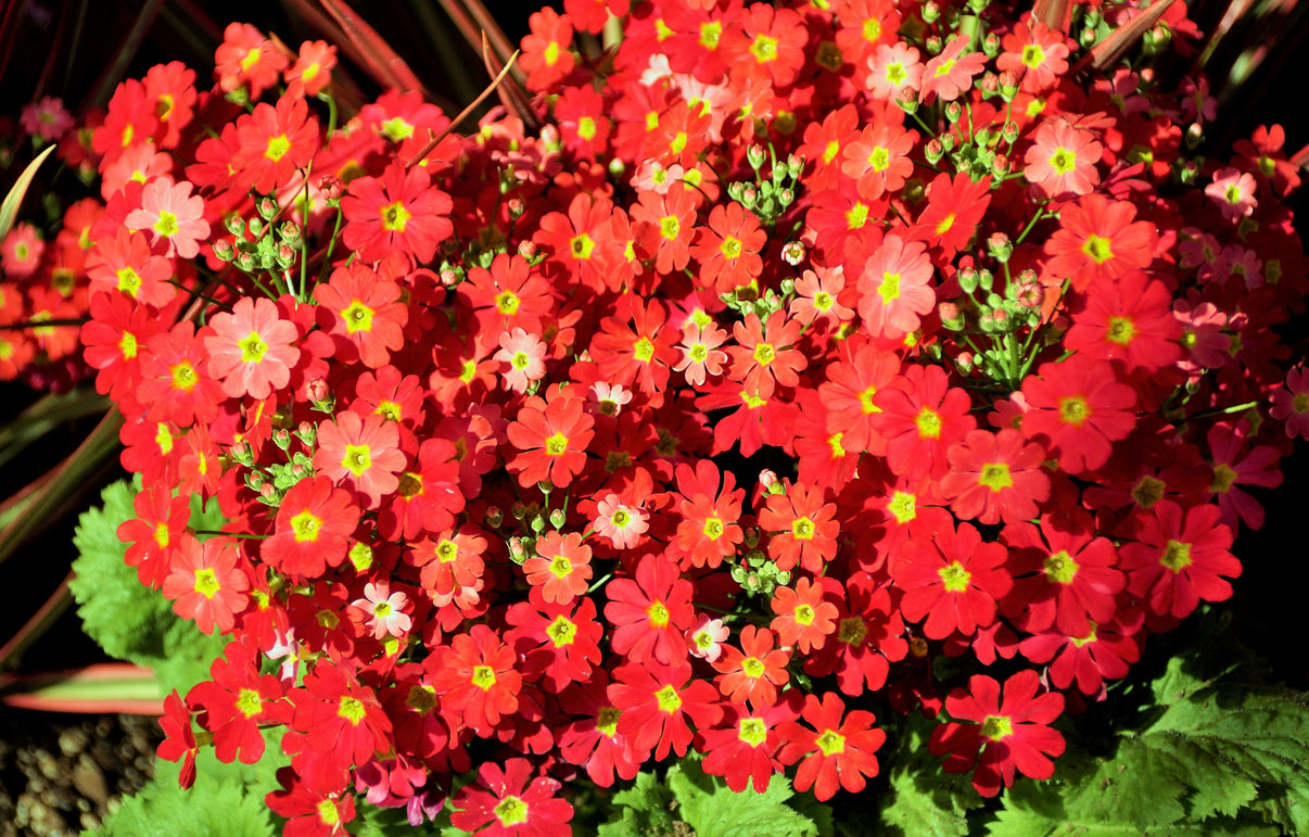 100 CRIMSON FAIRY PRIMROSE Red Primula Malacoides Baby Primrose Shade ...