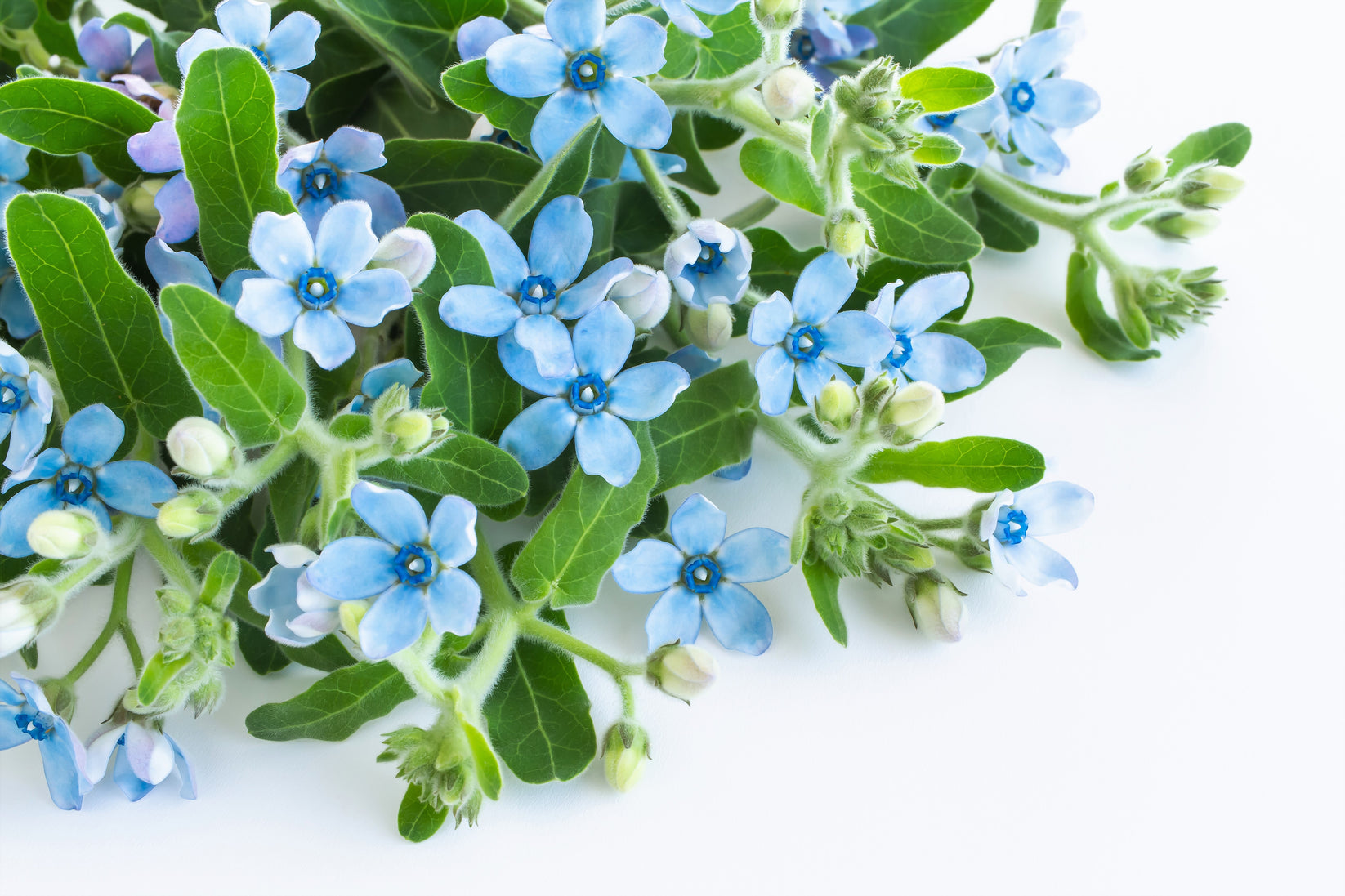 10 TWEEDIA BLUE MILKWEED Southern Star of Argentine Tweedia Caerulea s ...