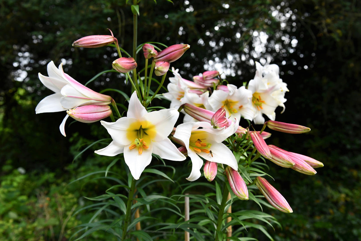 10 REGAL TRUMPET LILY aka Royal / King's Lilium Regale White Pink Yell ...