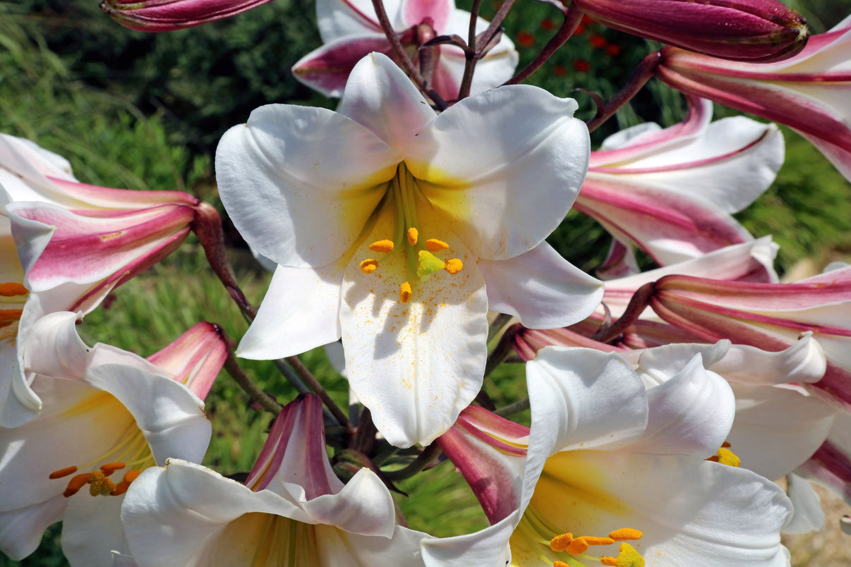 10 REGAL TRUMPET LILY aka Royal / King's Lilium Regale White Pink Yell ...