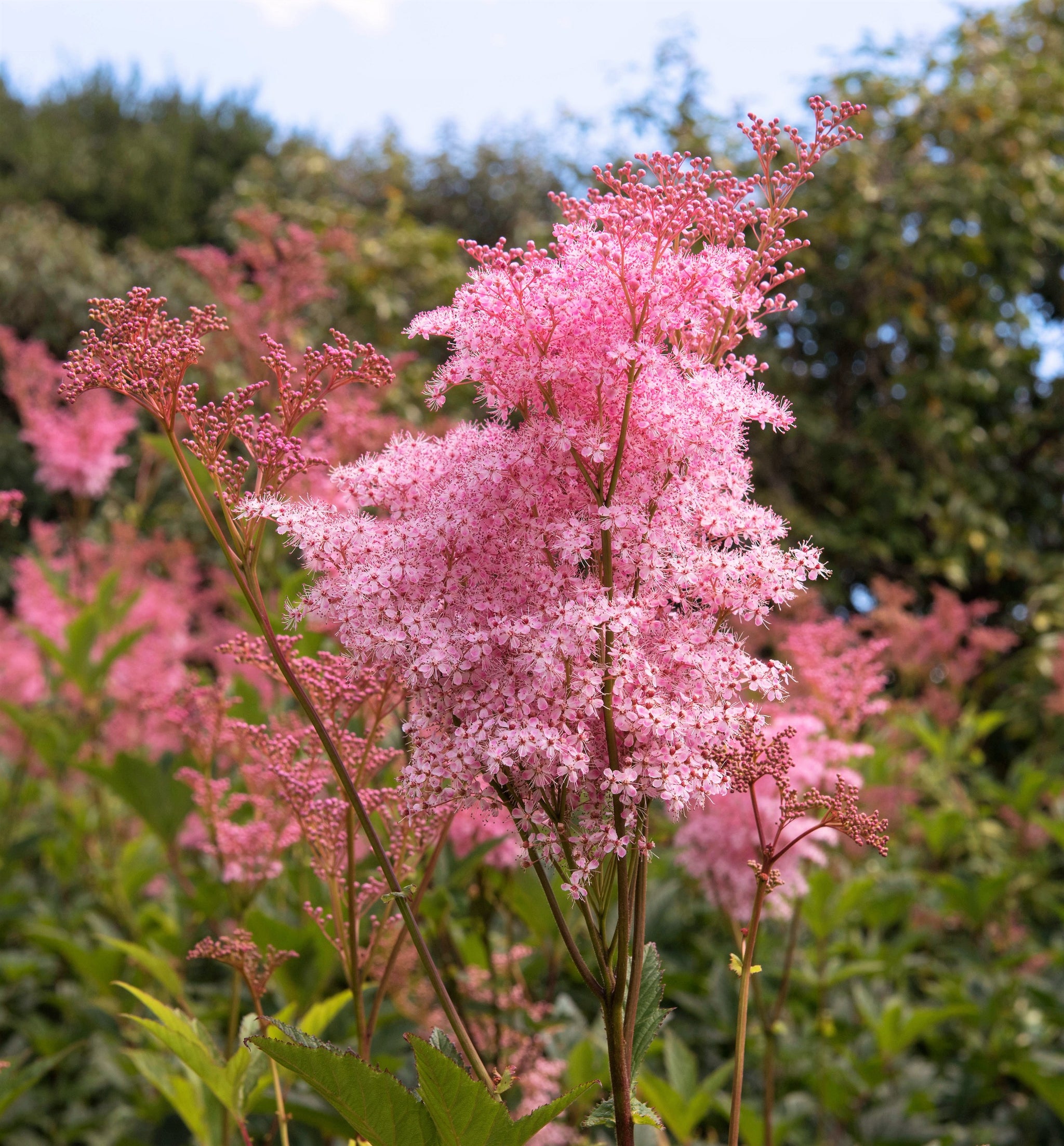 10 QUEEN Of THE PRAIRIE Pink Meadowsweet Filipendula Rubra Flower Seed ...