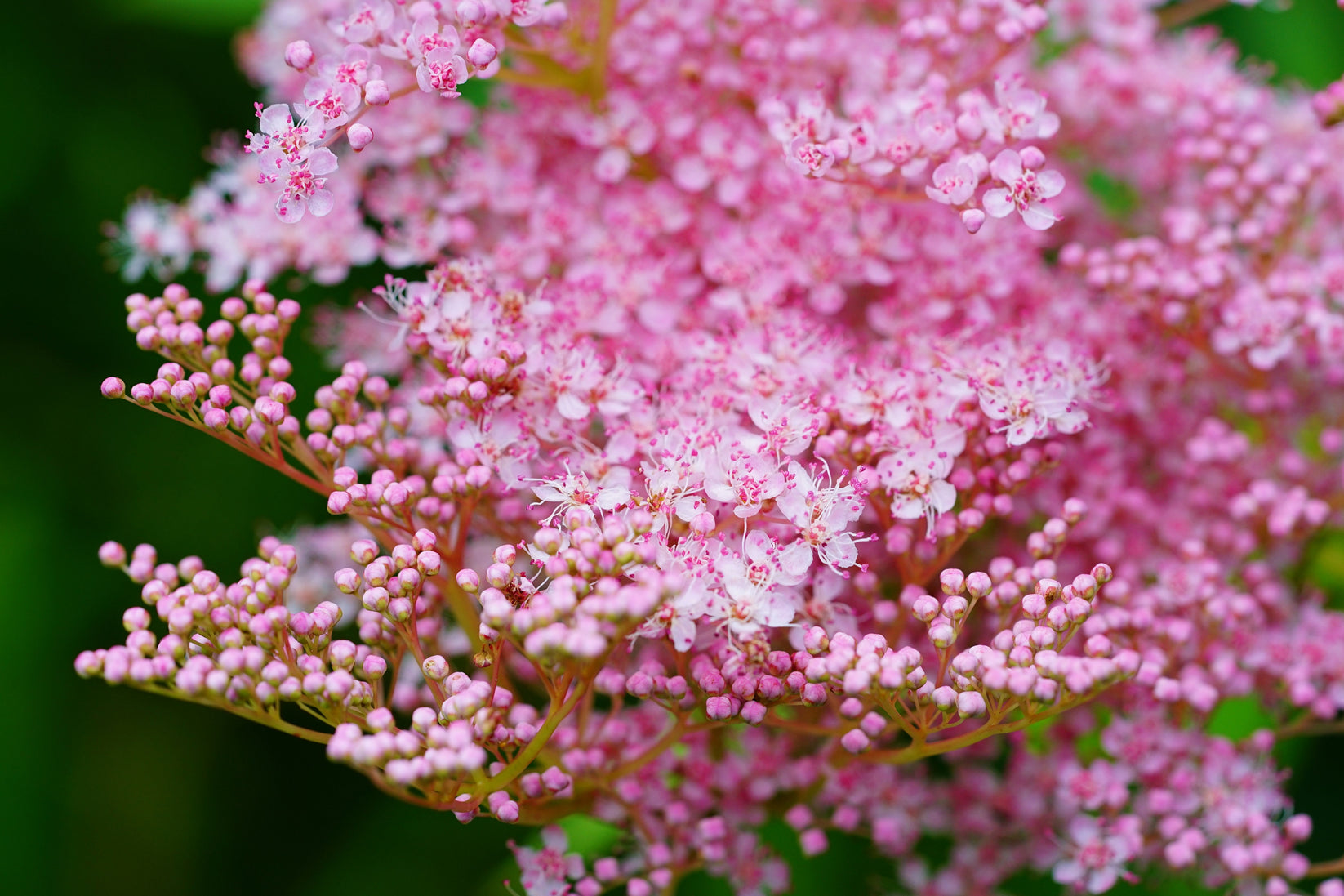 10 QUEEN Of THE PRAIRIE Pink Meadowsweet Filipendula Rubra Flower Seed ...