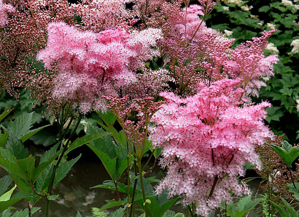 10 QUEEN Of THE PRAIRIE Pink Meadowsweet Filipendula Rubra Flower Seed ...