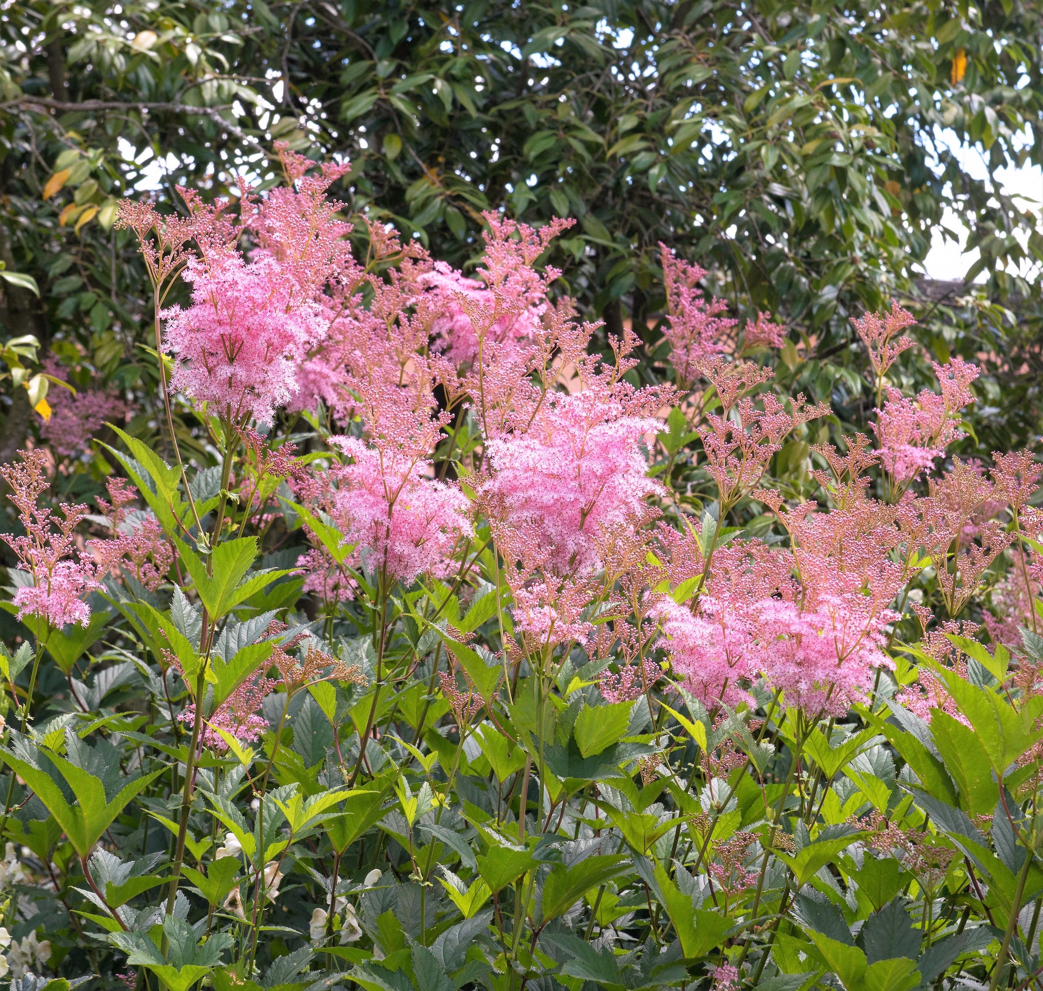 10 QUEEN Of THE PRAIRIE Pink Meadowsweet Filipendula Rubra Flower Seed ...