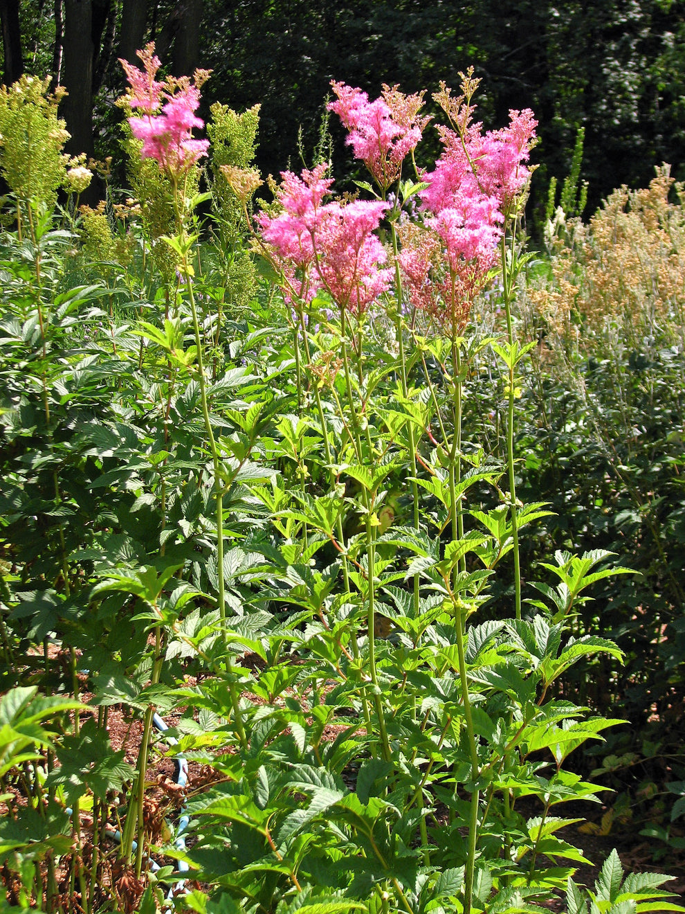 10 QUEEN Of THE PRAIRIE Pink Meadowsweet Filipendula Rubra Flower Seed ...