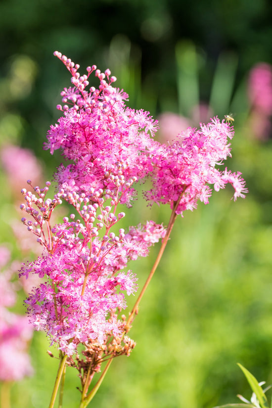 10 QUEEN Of THE PRAIRIE Pink Meadowsweet Filipendula Rubra Flower Seed ...