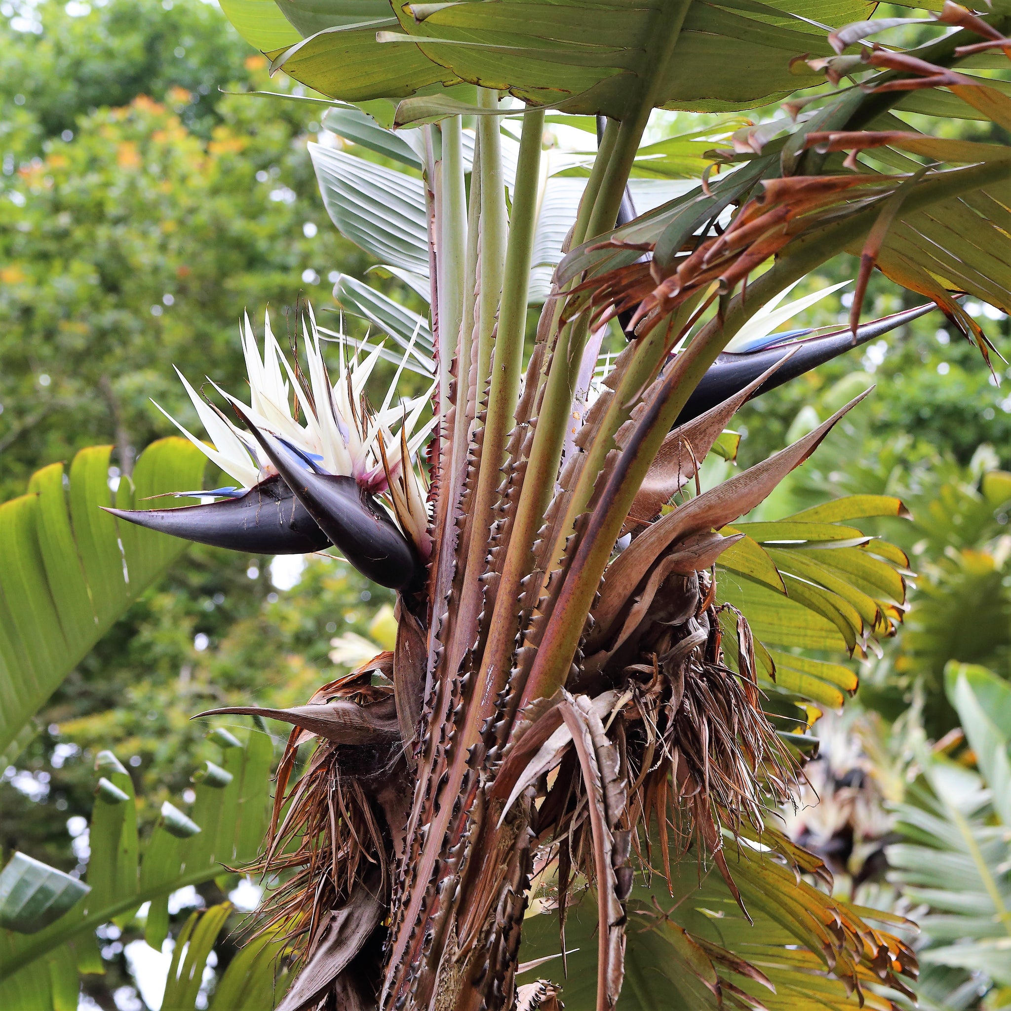 5 GIANT BIRD OF PARADISE Tree Strelitzia Nicolai Wild Banana White Cra ...