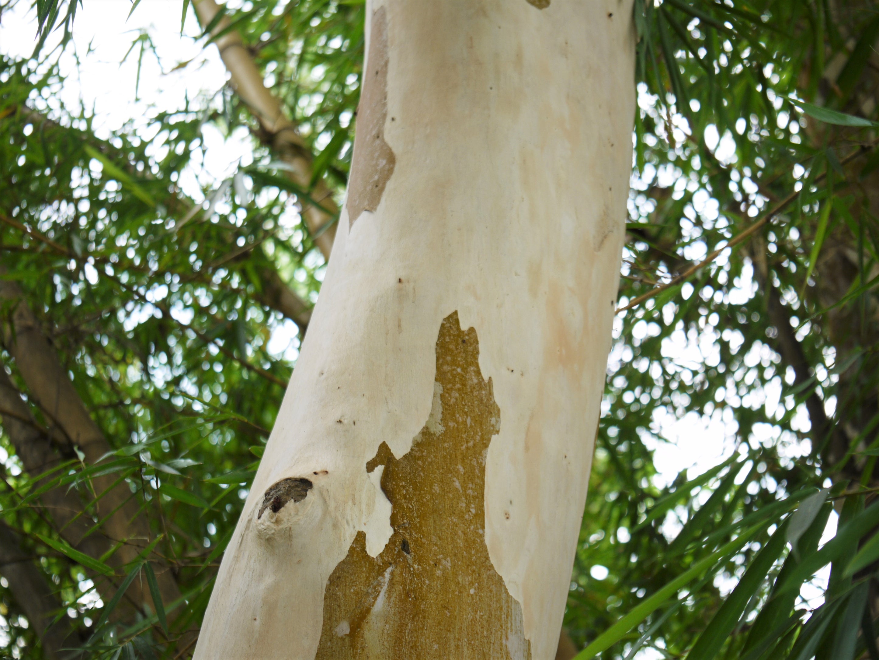 50 LEMON SCENTED EUCALYPTUS Citriodora Tree aka Lemon Bush & Spotted G ...