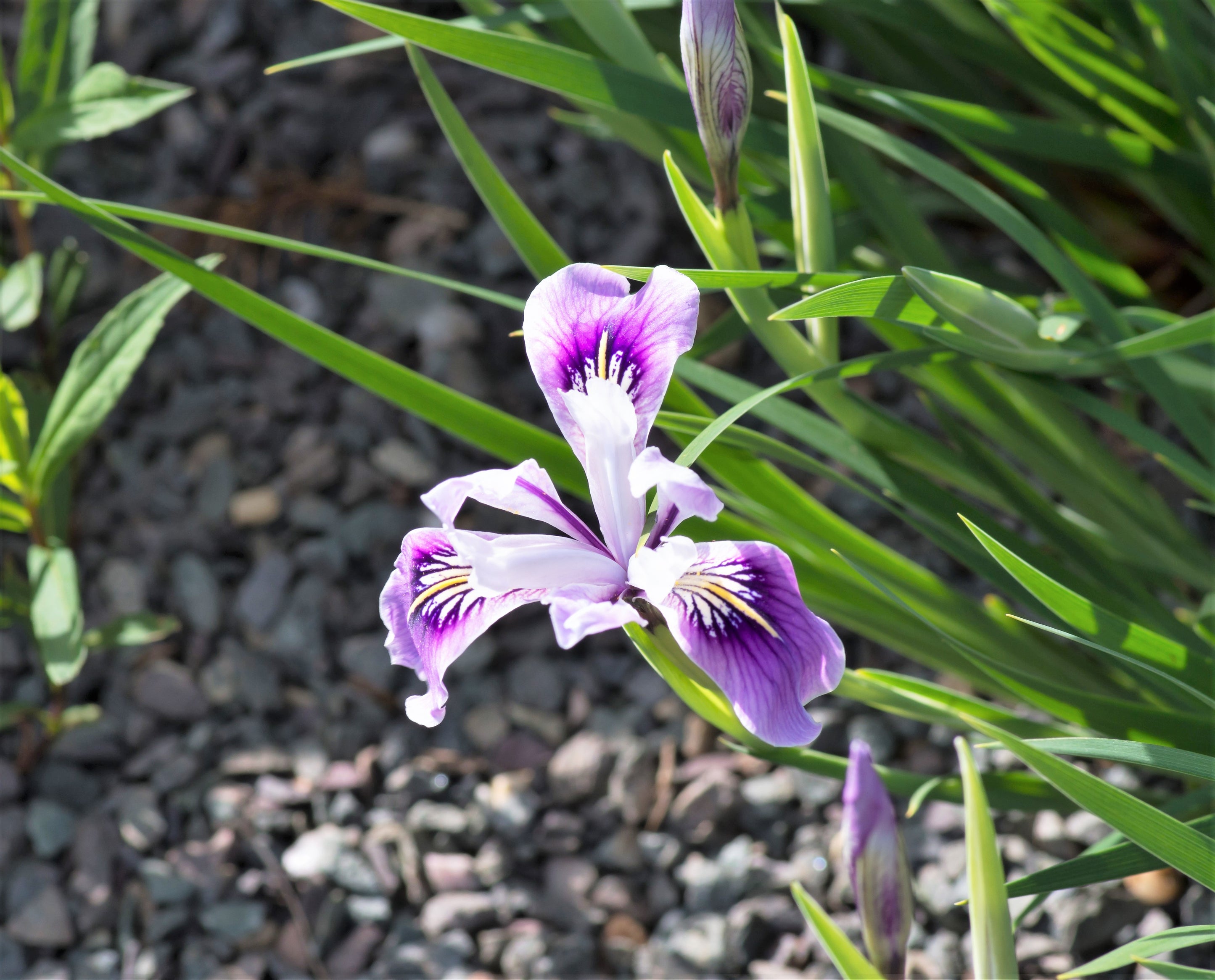 20 Blue & Purple OREGON IRIS ( Tough-Leaf Iris ) Iris Tenax Flower See ...