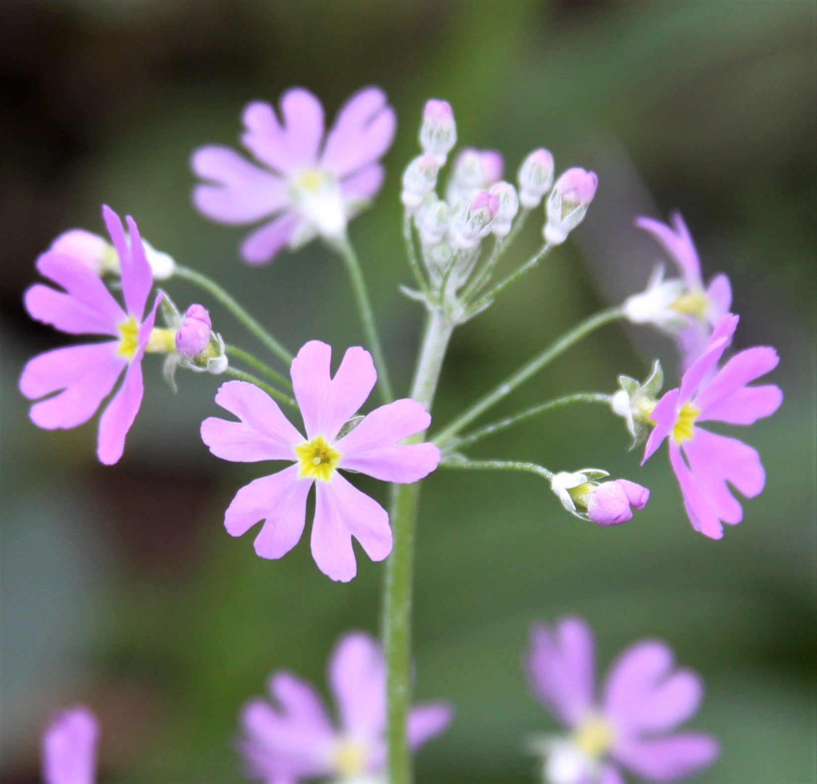 100 PINK FAIRY PRIMROSE Primula Malacoides Baby Primrose Shade Housepl ...