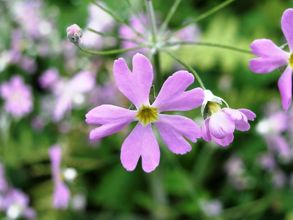100 PINK FAIRY PRIMROSE Primula Malacoides Baby Primrose Shade Housepl ...