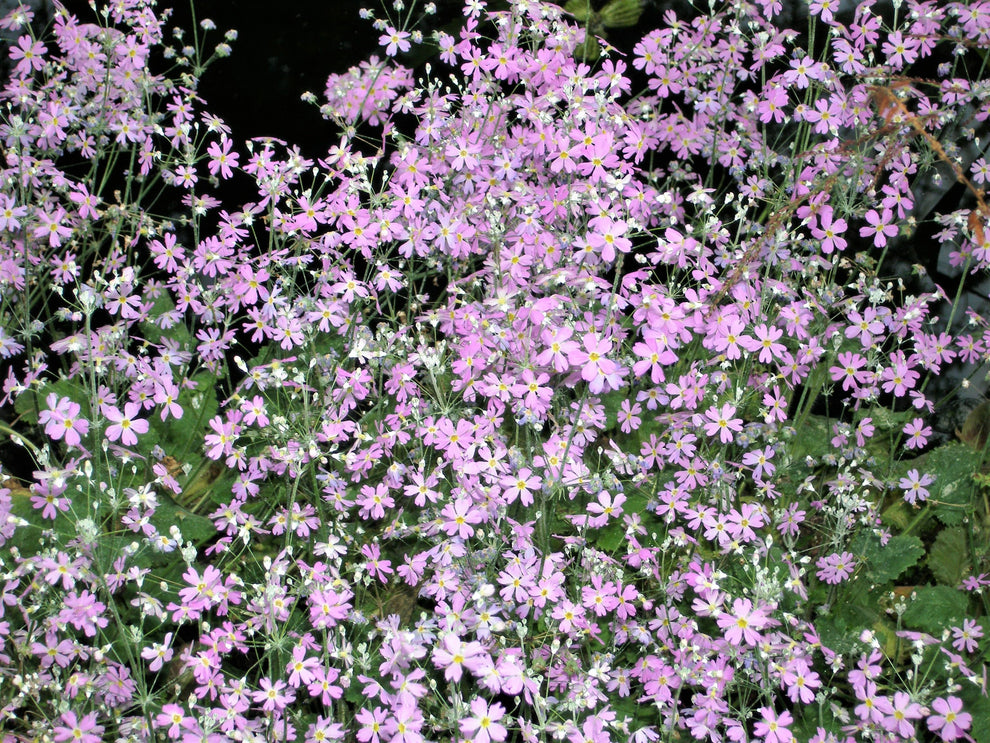 100 Mixed Colors FAIRY PRIMROSE Primula Malacoides Red Pink Purple Whi ...