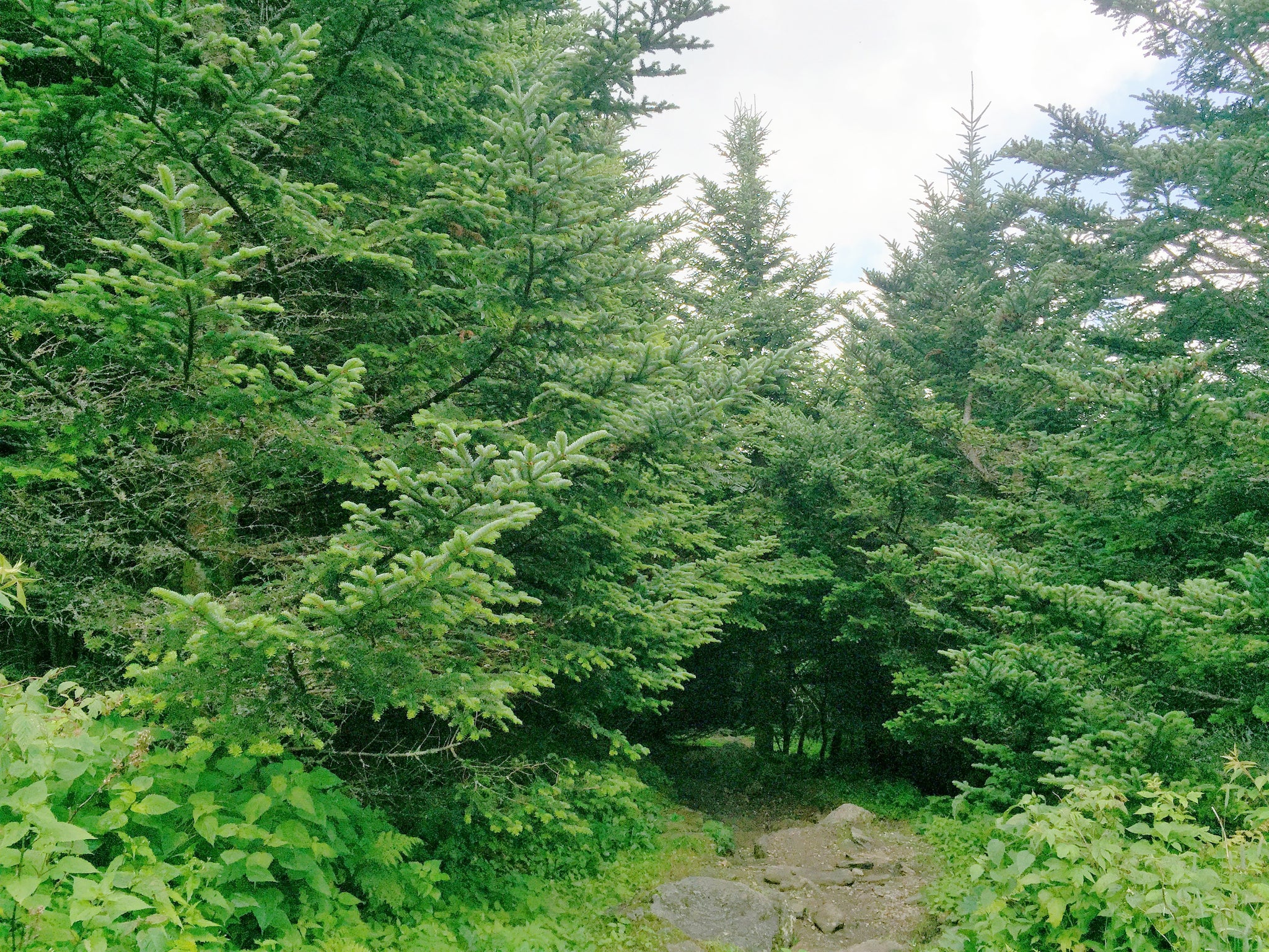 20 FRASER FIR Tree Abies Fraseri Christmas Tree Southern Balsam Fir Na ...