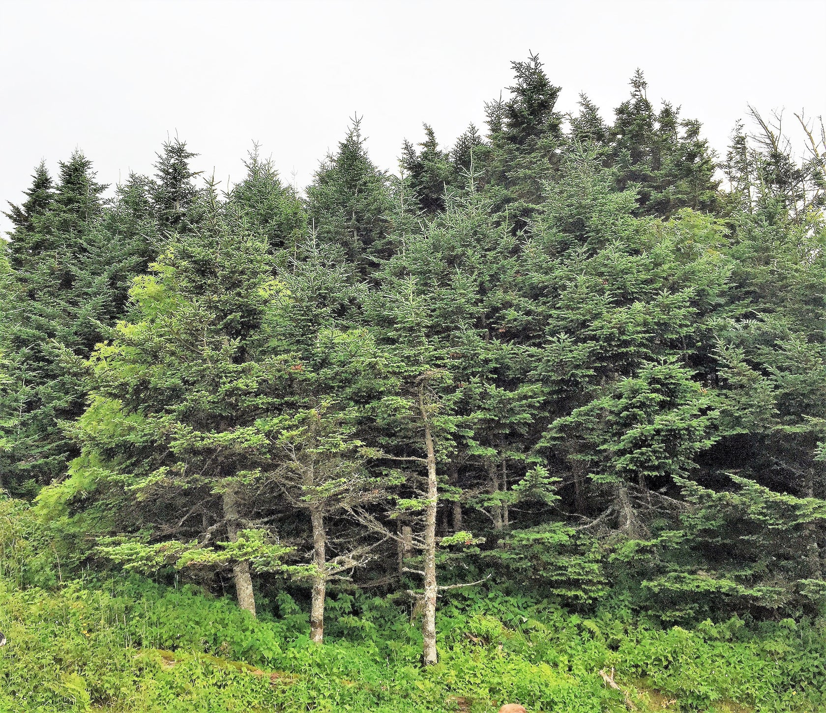 20 FRASER FIR Tree Abies Fraseri Christmas Tree Southern Balsam Fir Na ...
