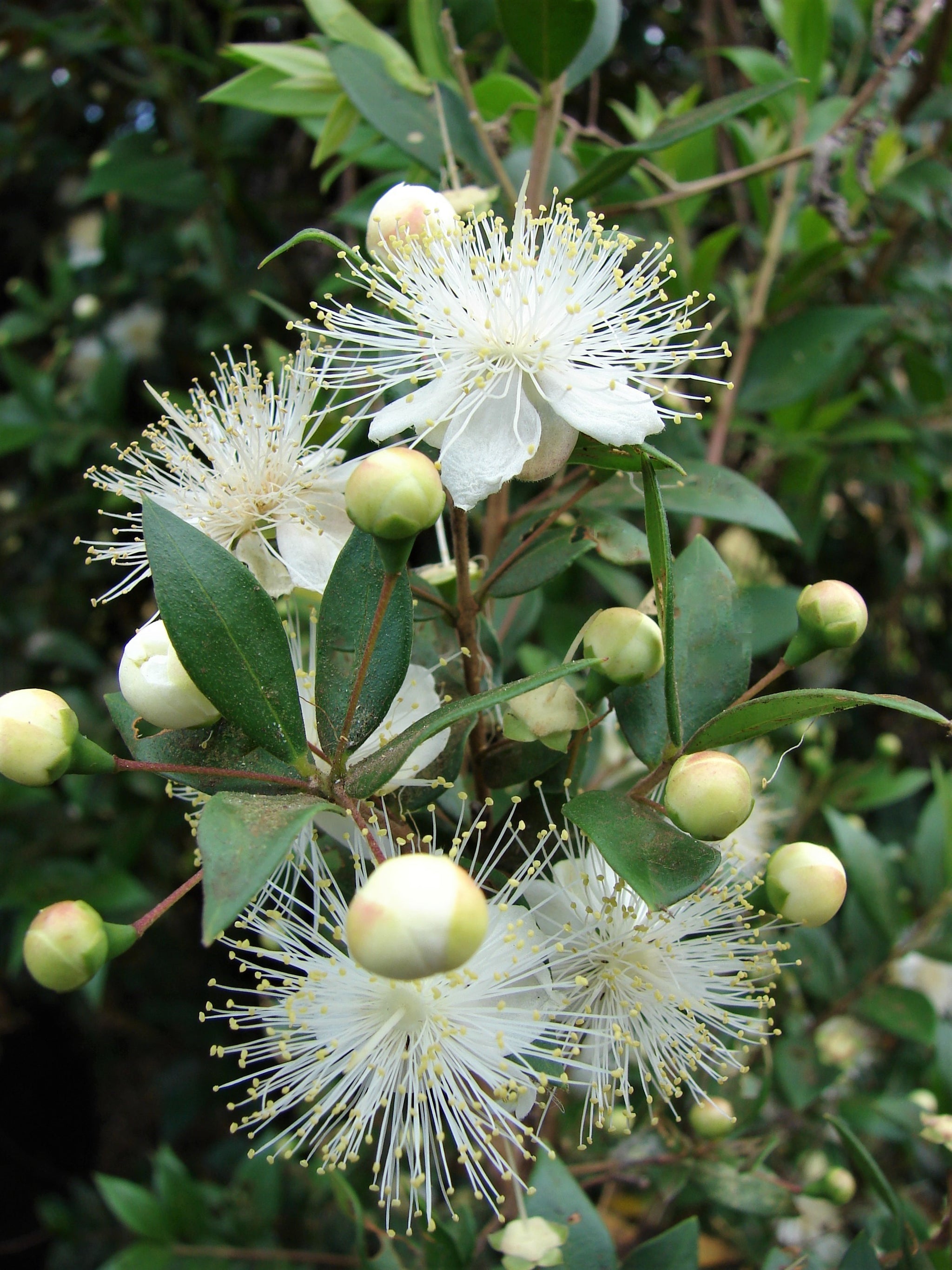 20 TRUE MYRTLE Myrtus Communis aka Common & Sweet Myrtle Fragrant Whit ...
