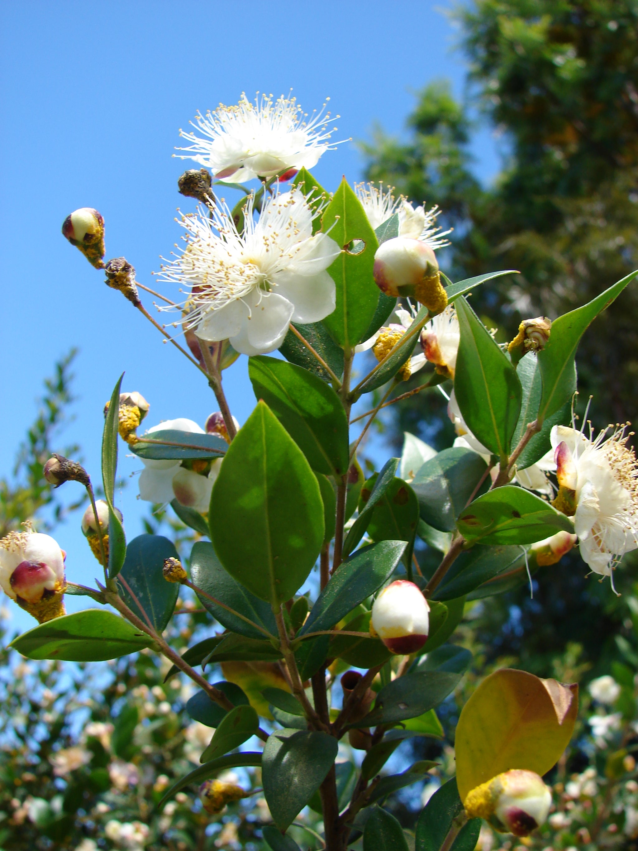 20 TRUE MYRTLE Myrtus Communis aka Common & Sweet Myrtle Fragrant Whit ...
