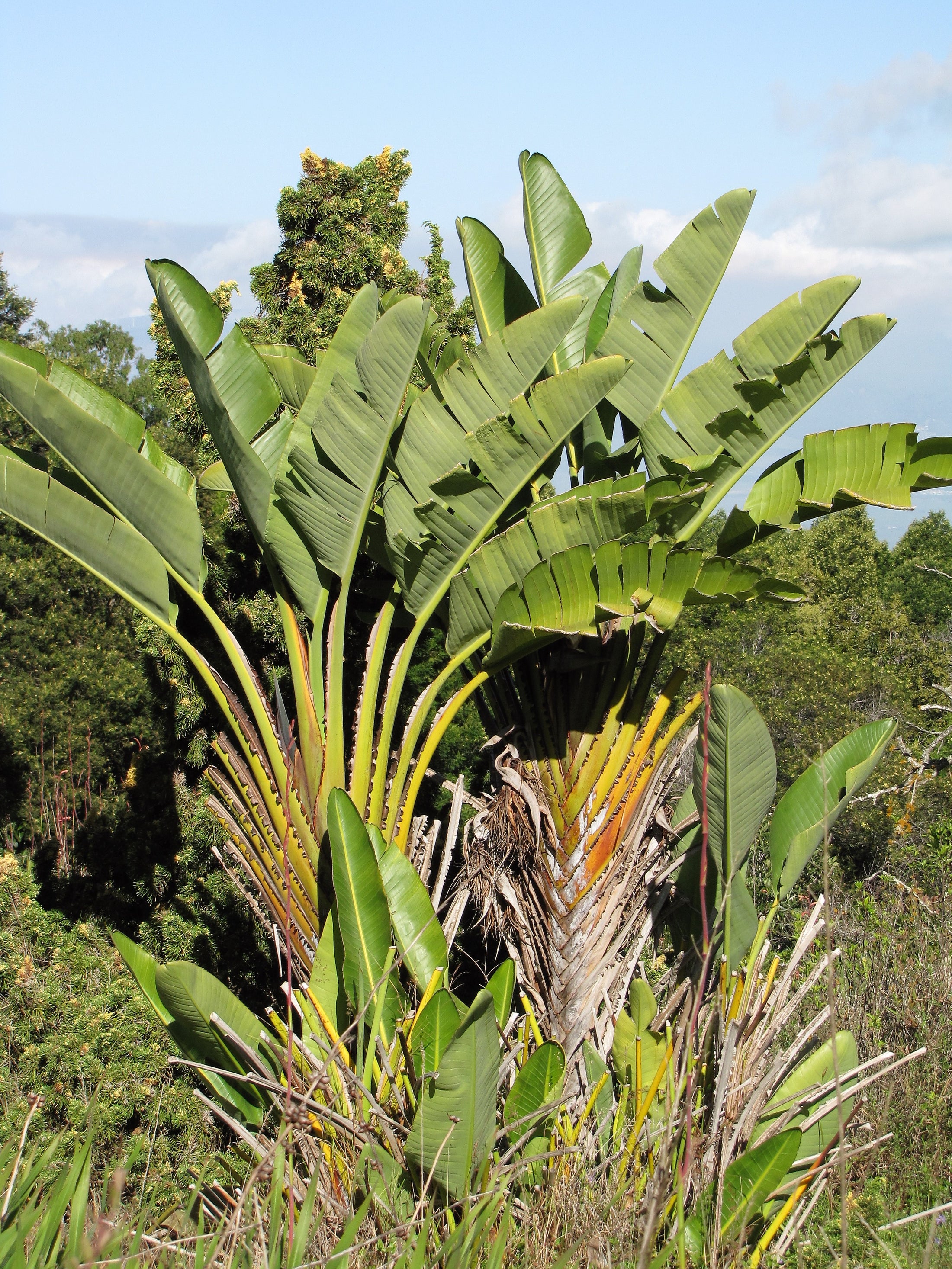 5 GIANT BIRD OF PARADISE Tree Strelitzia Nicolai Wild Banana White Cra ...