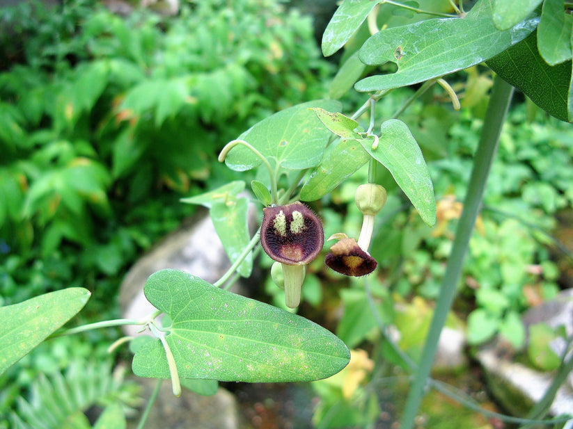 20 SLENDER DUTCHMAN'S PIPE Pipevine Aristolochia Debilis Deep Purple F ...
