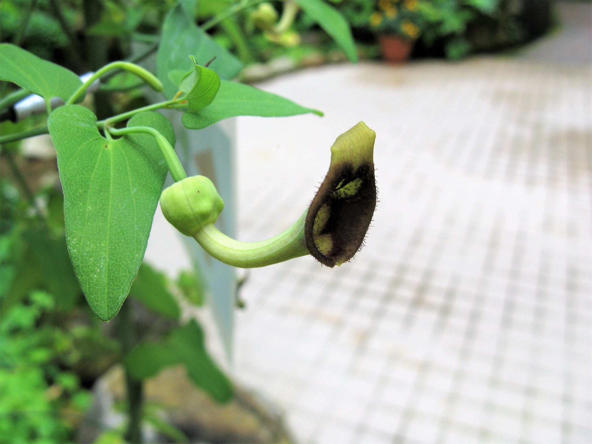 20 SLENDER DUTCHMAN'S PIPE Pipevine Aristolochia Debilis Deep Purple F ...