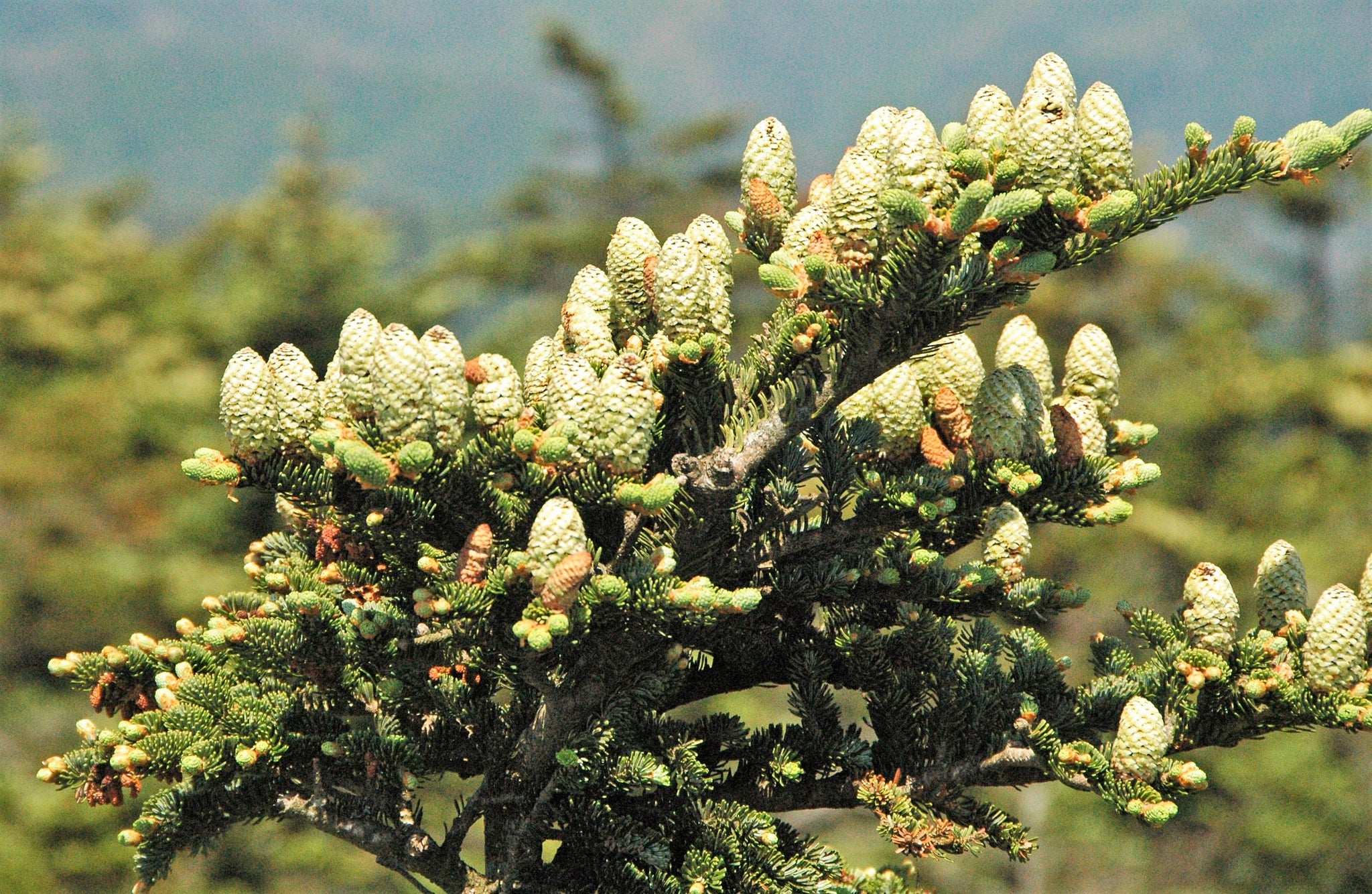 20 FRASER FIR Tree Abies Fraseri Christmas Tree Southern Balsam Fir Na ...