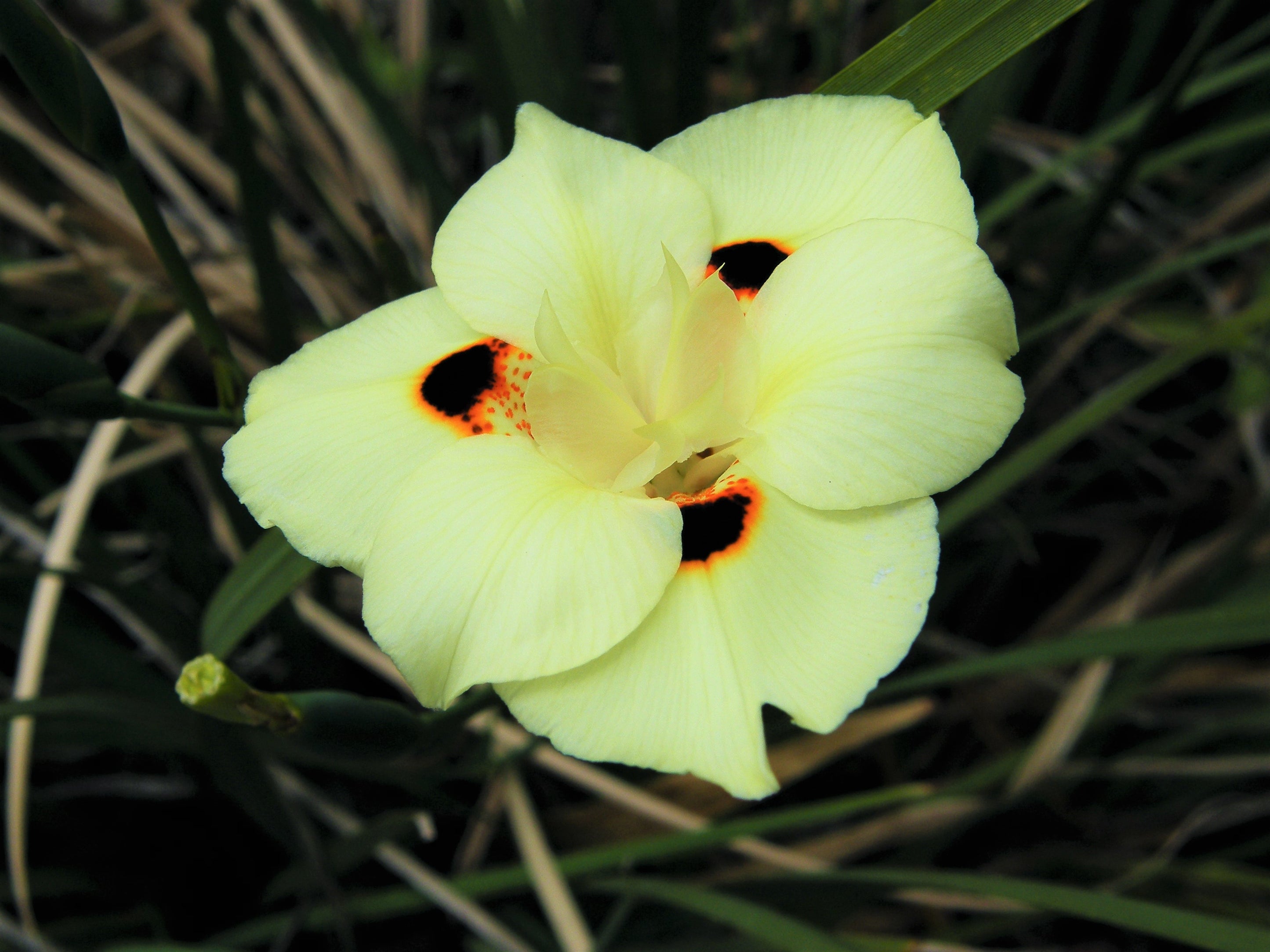 20 YELLOW AFRICAN IRIS Fortnight Lily Dietes Bicolor Butterfly Flag Sp ...