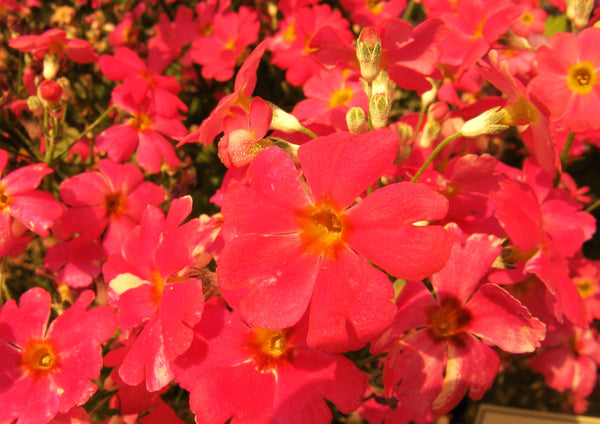 100 CRIMSON FAIRY PRIMROSE Red Primula Malacoides Baby Primrose Shade ...