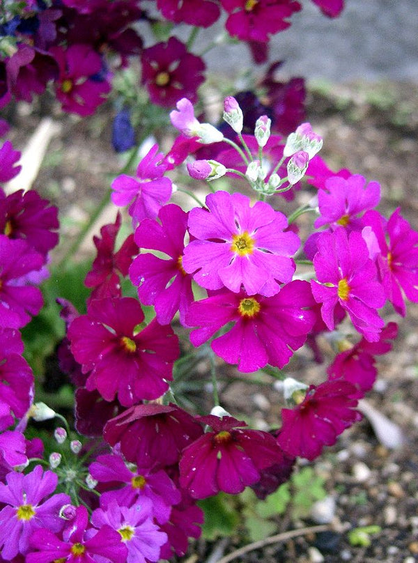 100 LAVENDER FAIRY PRIMROSE Purple Primula Malacoides Baby Primrose Sh ...