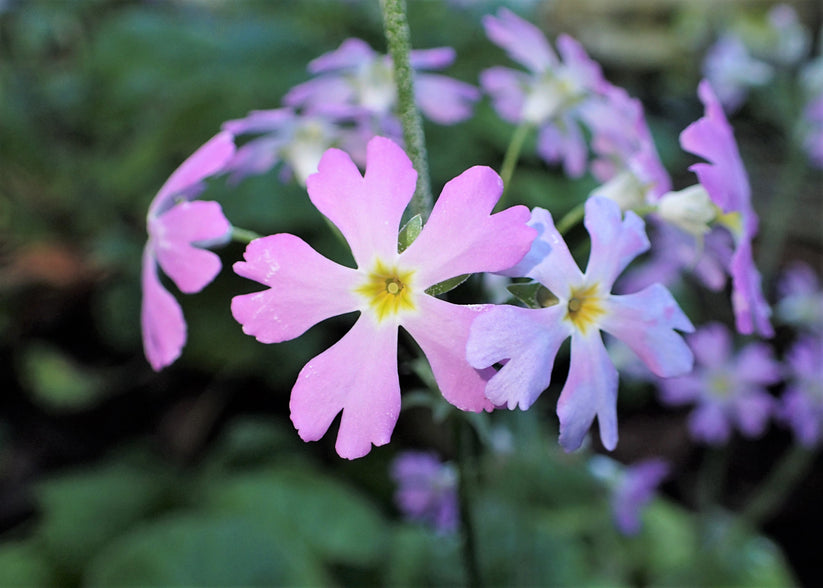 100 PINK FAIRY PRIMROSE Primula Malacoides Baby Primrose Shade Housepl ...