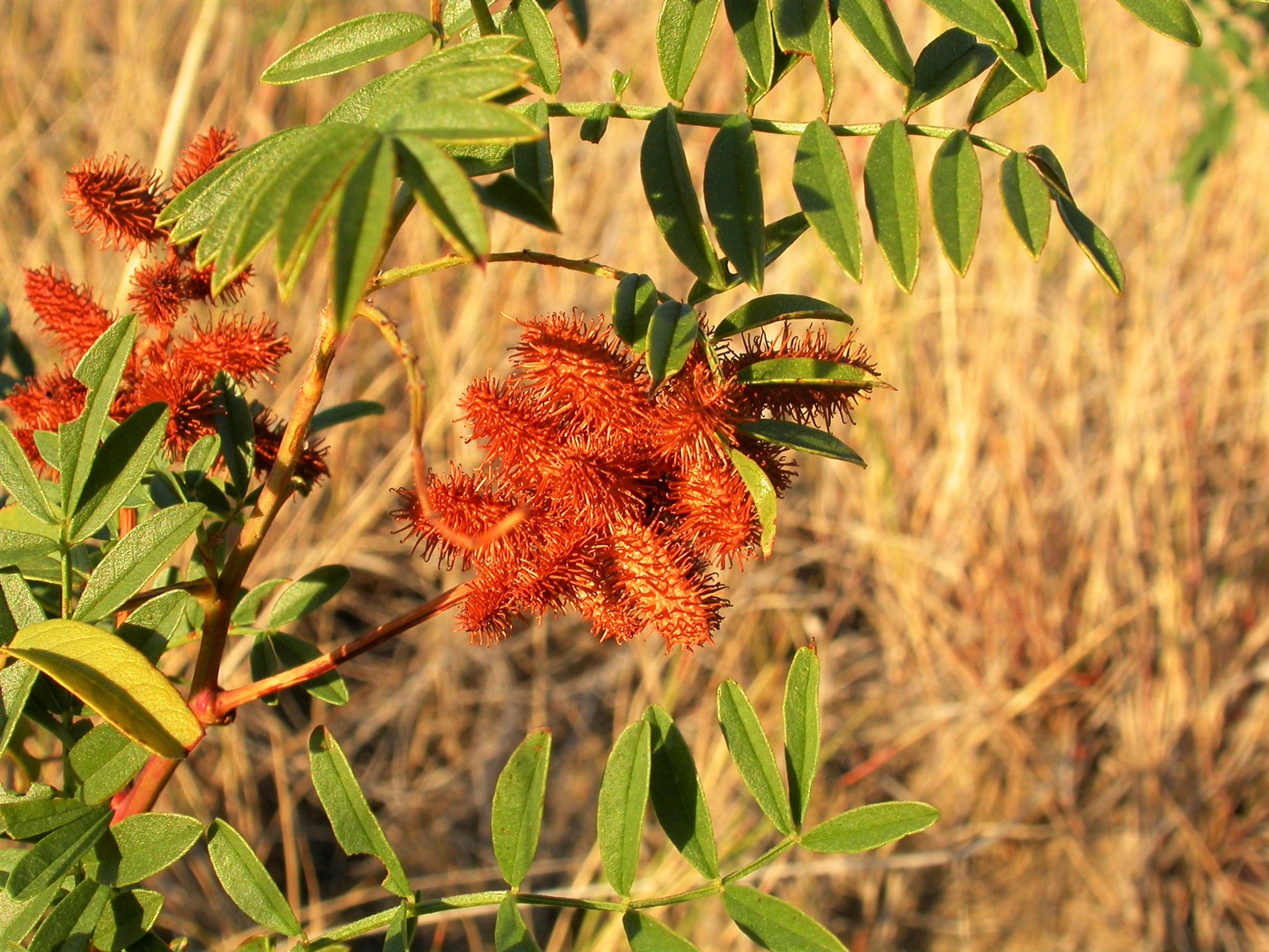 50 AMERICAN LICORICE Glycyrrhiza Lepidota aka Wild Licorice Native Her ...