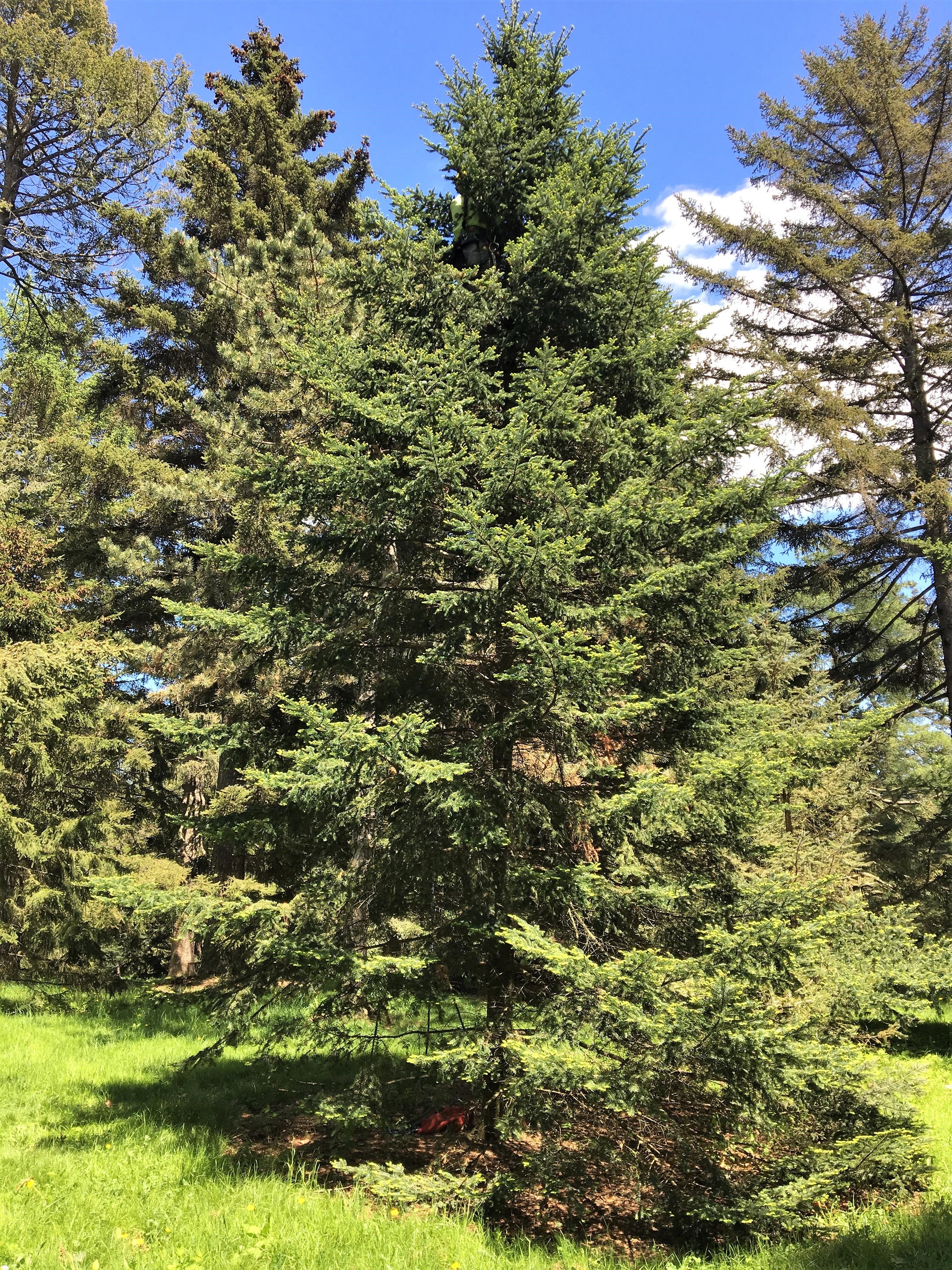 Grow Your Own CHRISTMAS TREE - Balsam Fir ( Abies Balsamea ) Gift Pack ...