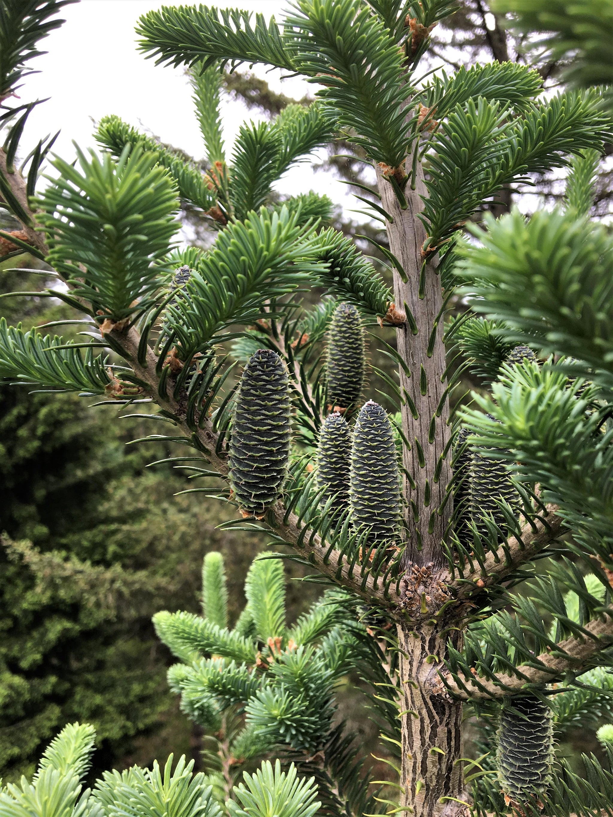 30 BALSAM FIR Tree Abies Balsamea Christmas Tree Silver Pine Canadian ...