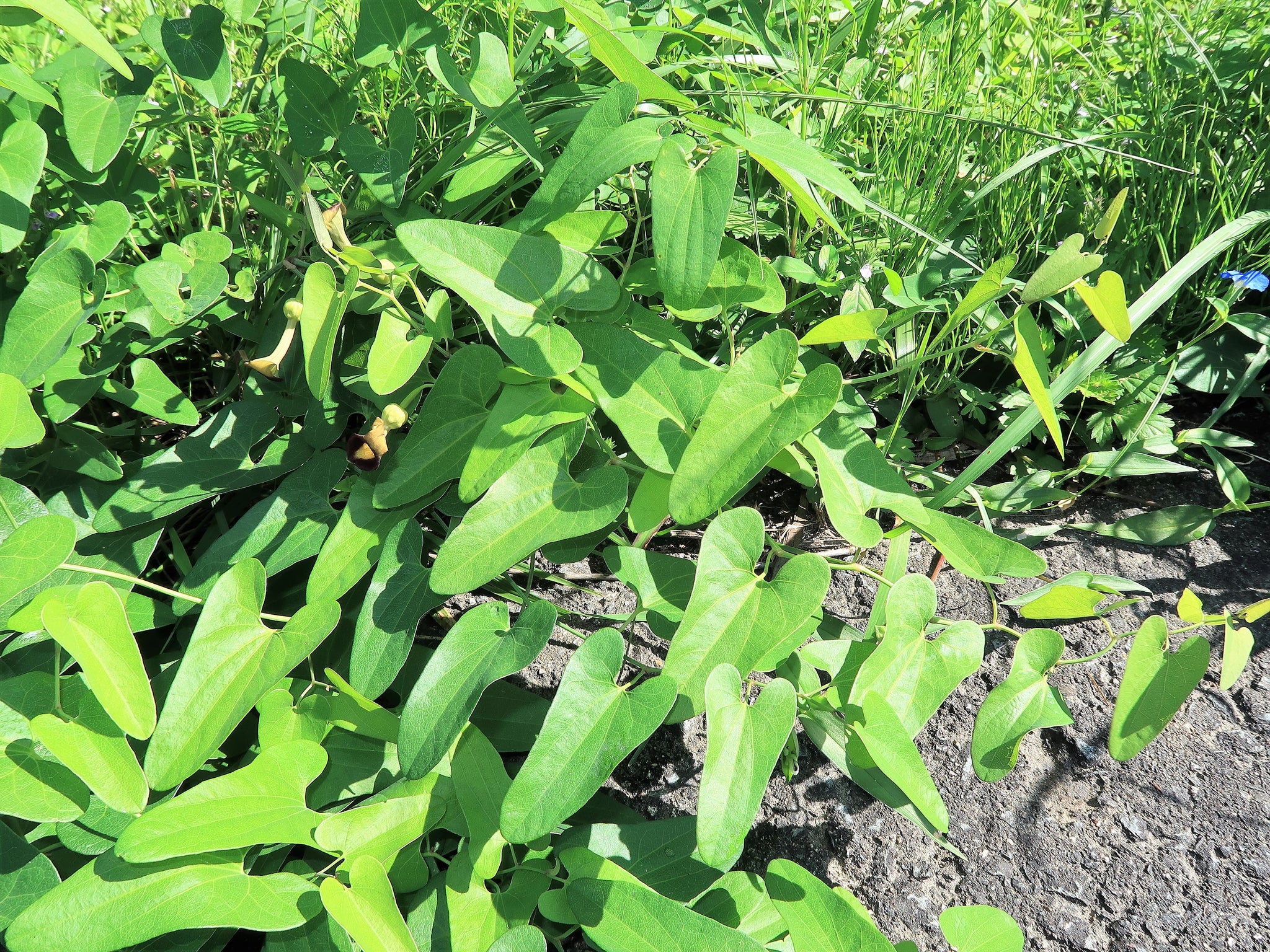 20 SLENDER DUTCHMAN'S PIPE Pipevine Aristolochia Debilis Deep Purple F ...