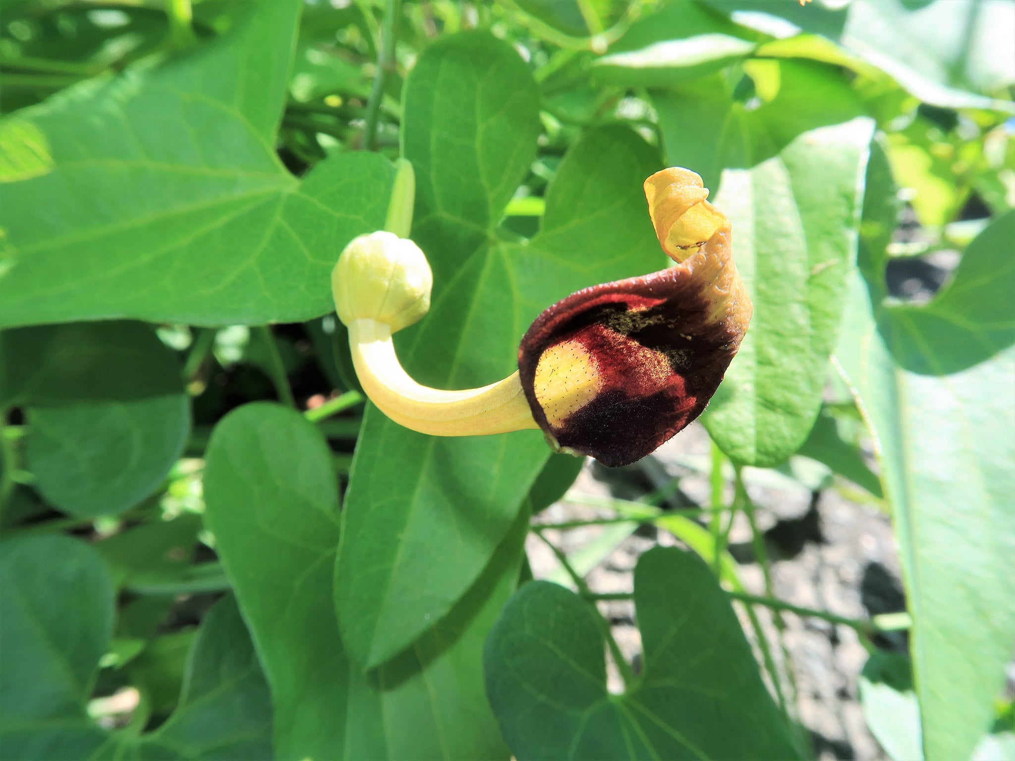 20 SLENDER DUTCHMAN'S PIPE Pipevine Aristolochia Debilis Deep Purple F ...
