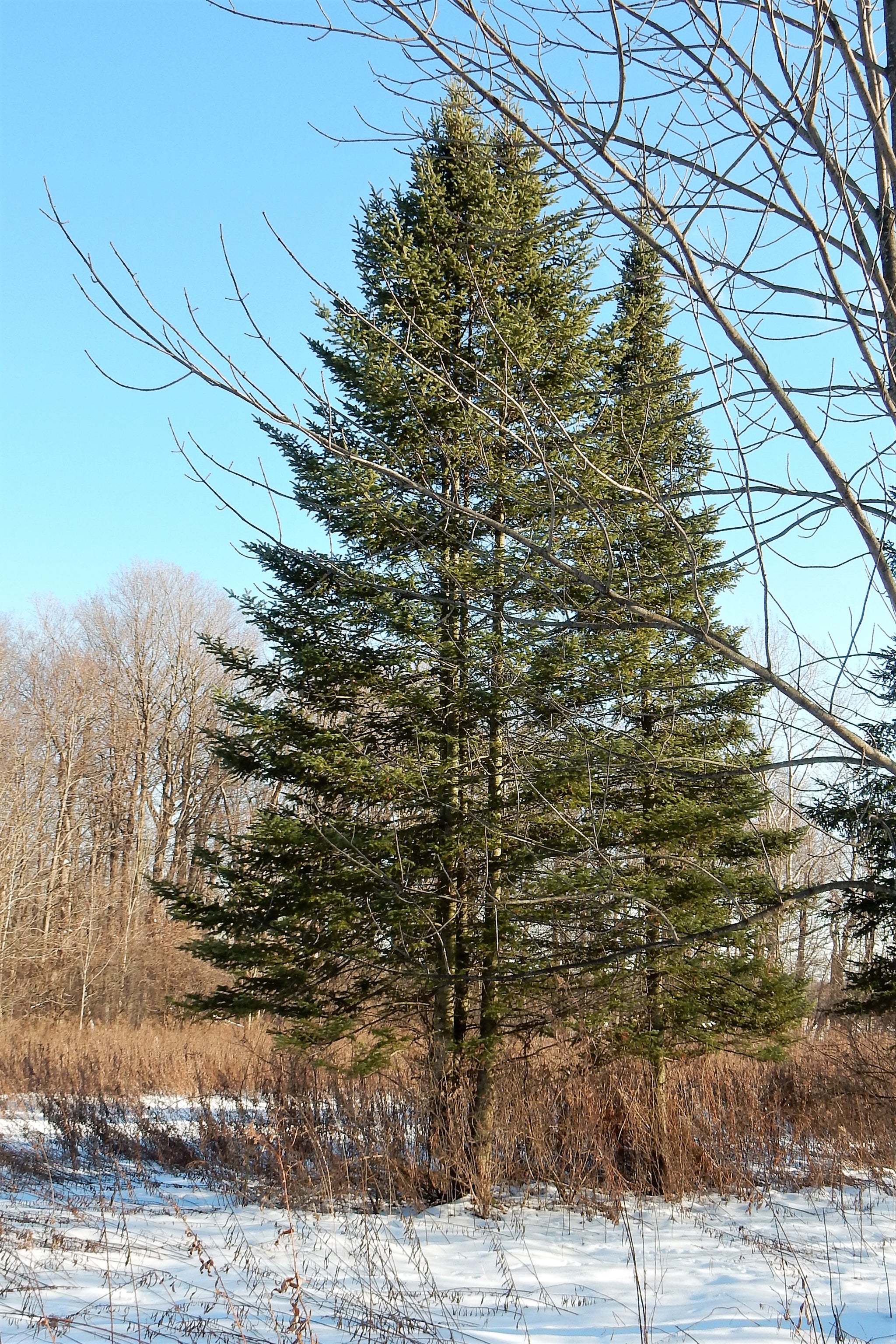 30 BALSAM FIR Tree Abies Balsamea Christmas Tree Silver Pine Canadian ...